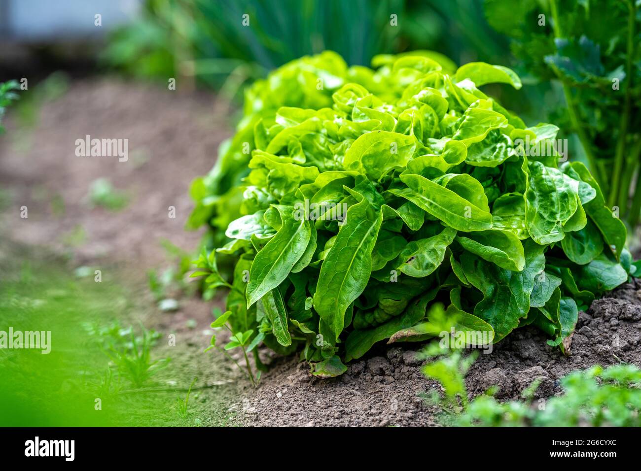 fresh green arugula plant in the garden Stock Photo - Alamy
