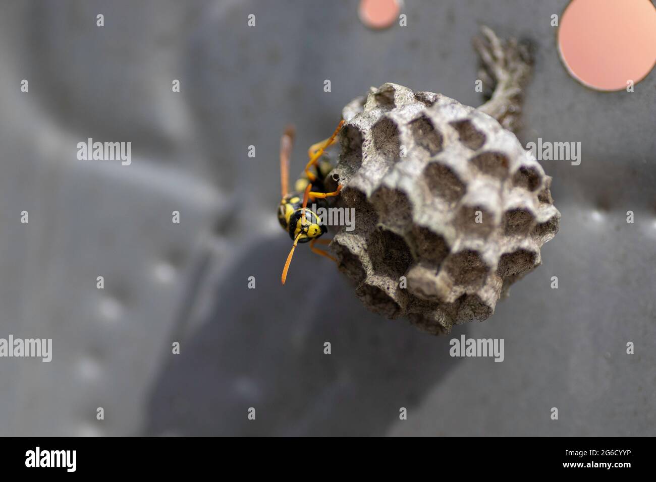 wasp and her house in a metal box, small wasp house Stock Photo - Alamy
