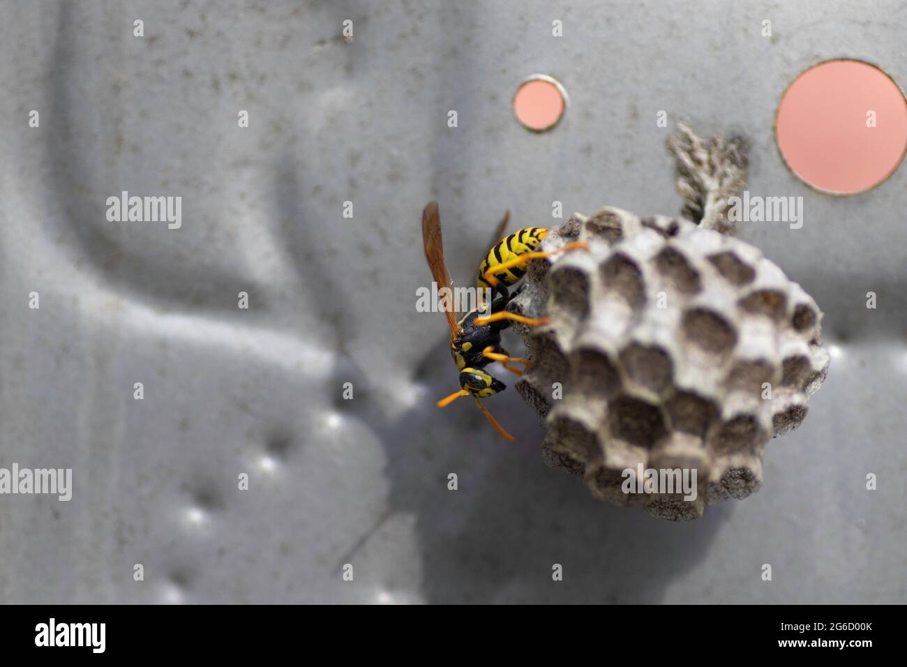 wasp and her house in a metal box, small wasp house Stock Photo - Alamy
