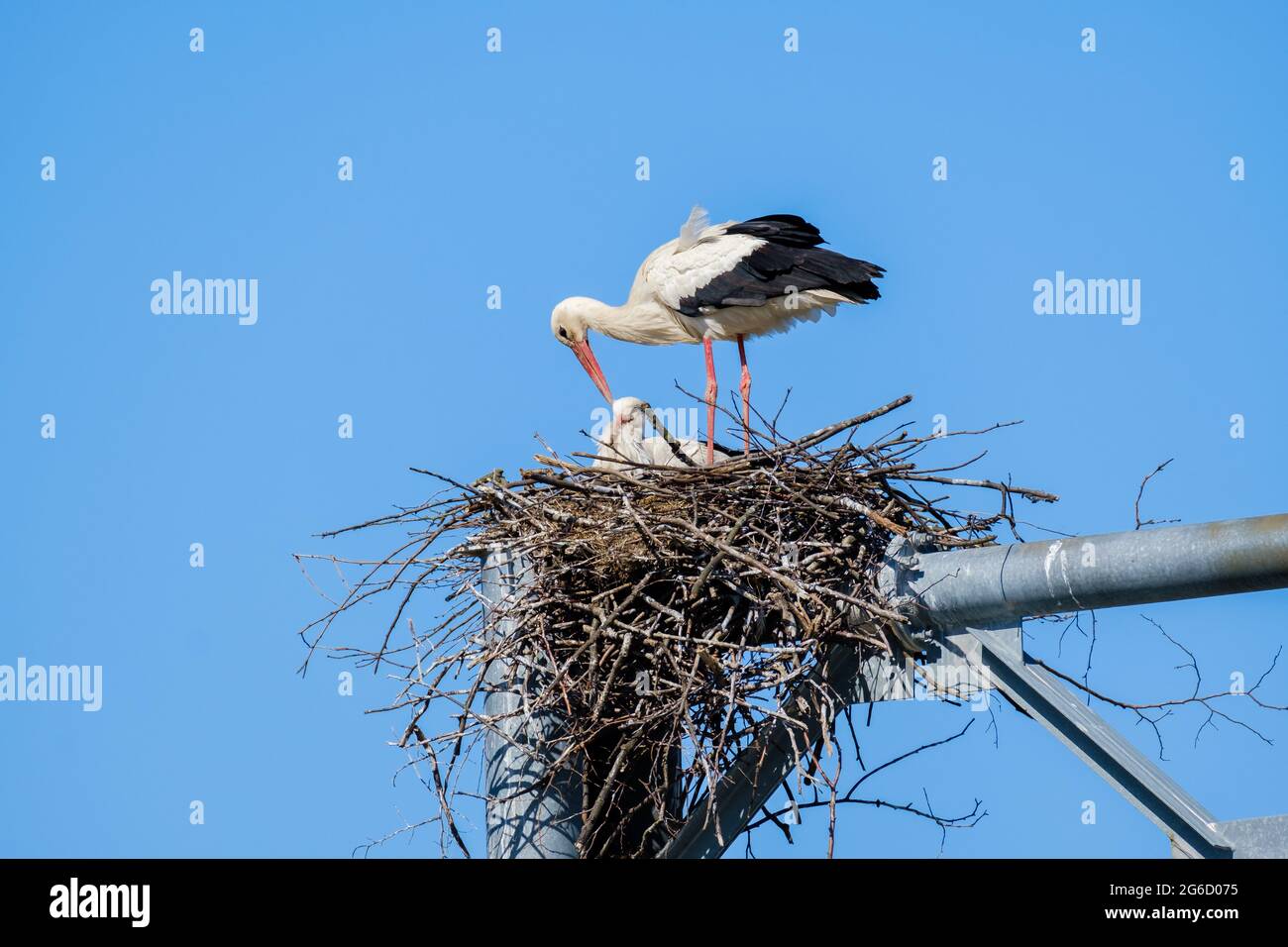 Stork with chick in nest Stock Photo - Alamy