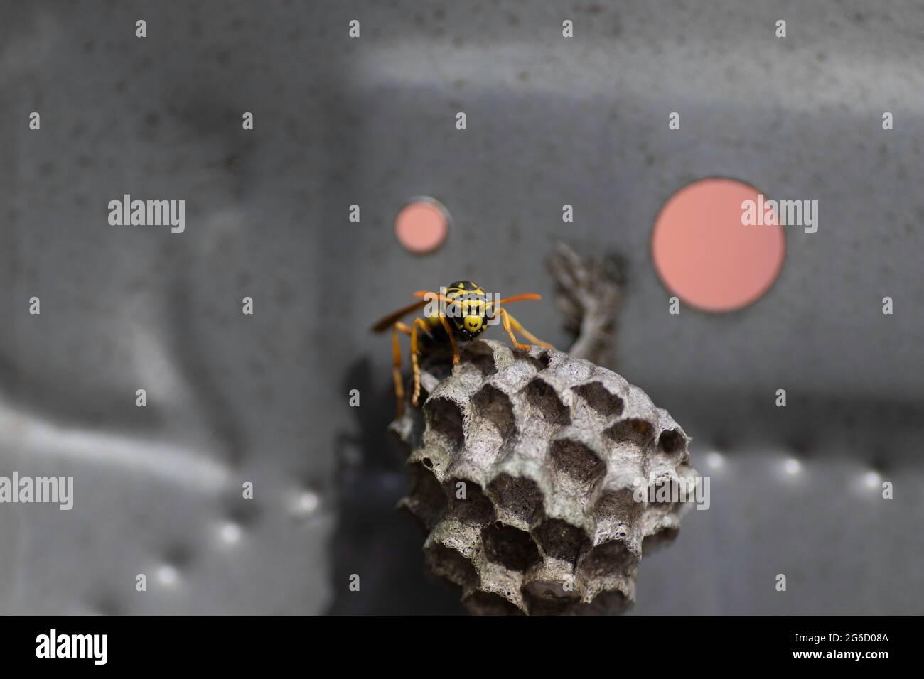 wasp and her house in a metal box, small wasp house Stock Photo - Alamy