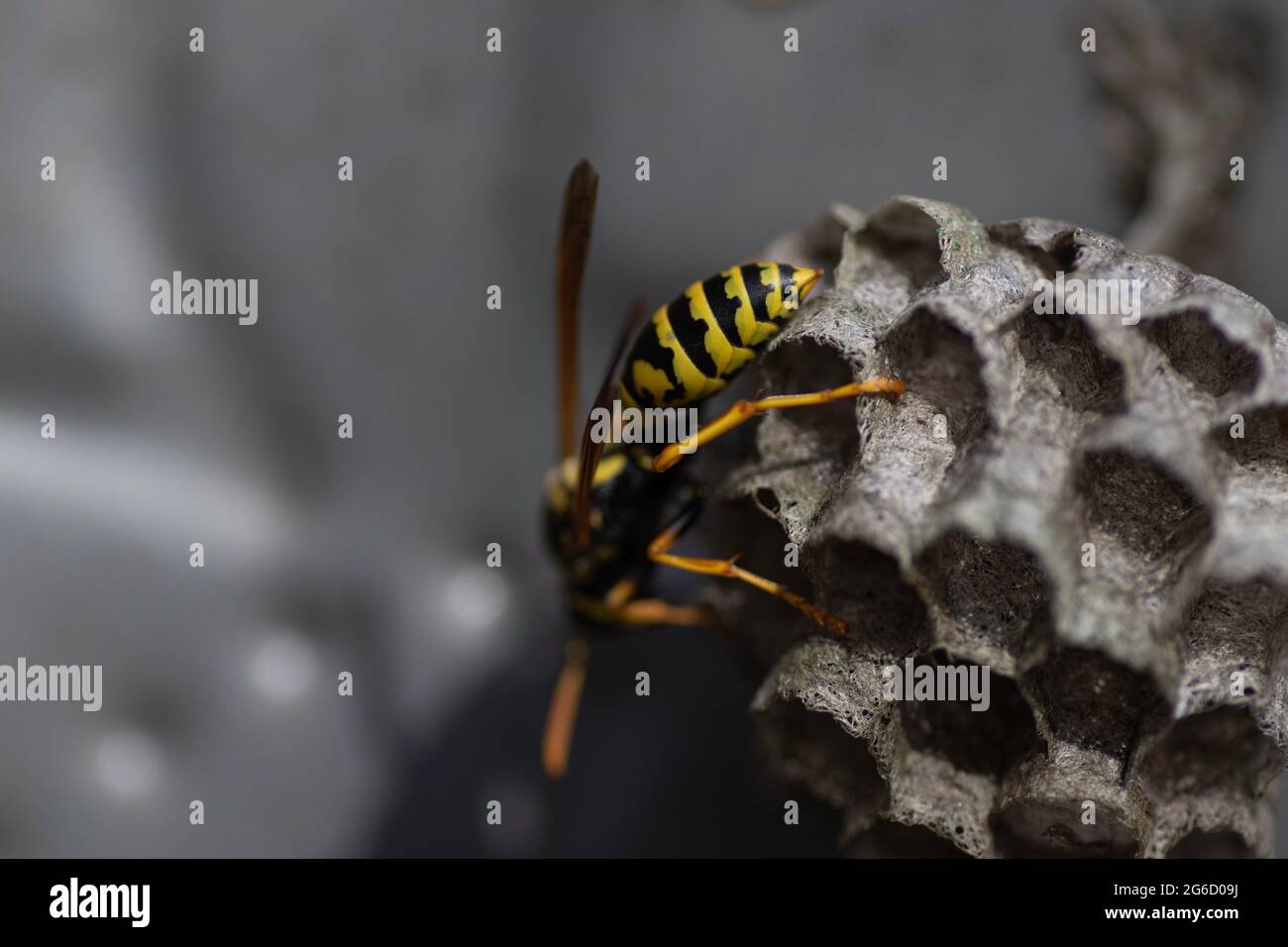 wasp and her house in a metal box, small wasp house Stock Photo - Alamy