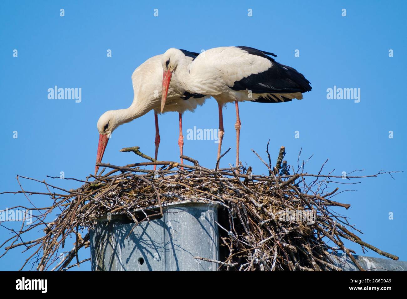 Couple of storks building nest together Stock Photo - Alamy