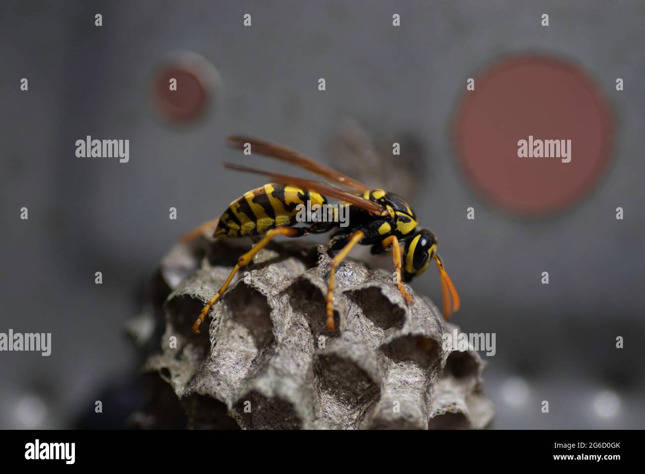 wasp and her house in a metal box, small wasp house Stock Photo - Alamy