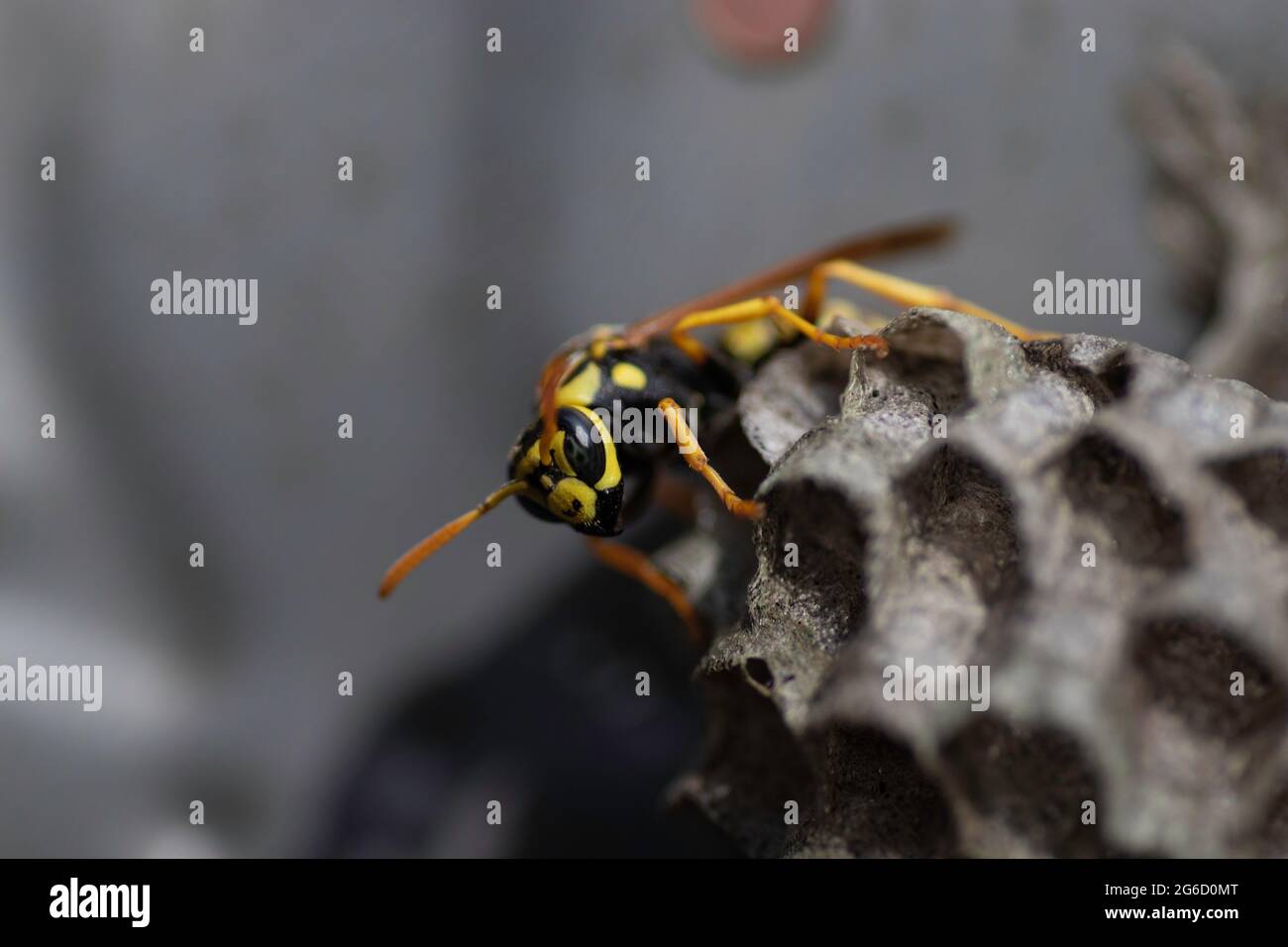 wasp and her house in a metal box, small wasp house Stock Photo - Alamy