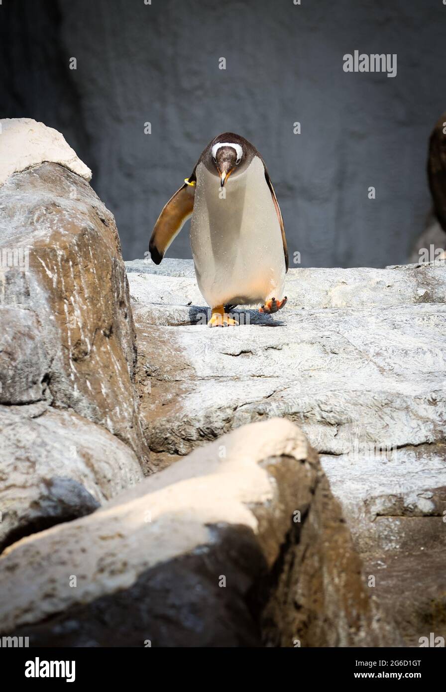 Illustration picture shows a visit to the penguin cave at animal park ...