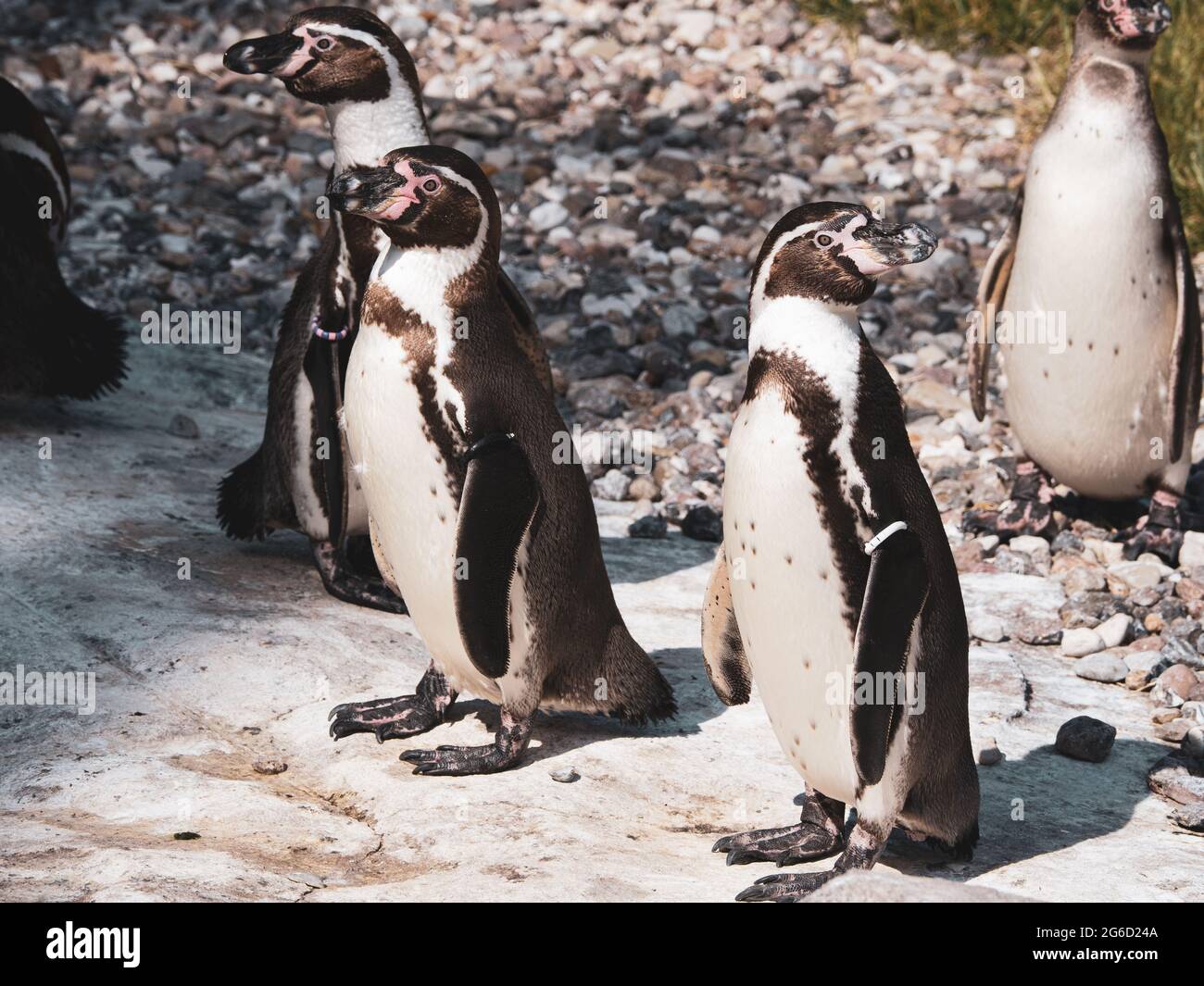 a group of penguins standing next to each other in a zoo Stock Photo ...