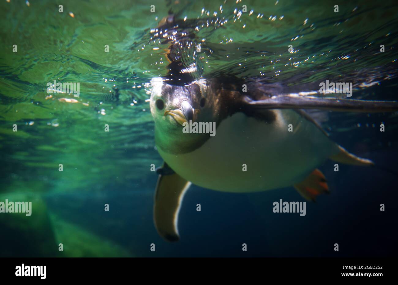 Illustration picture shows a visit to the penguin cave at animal park ...