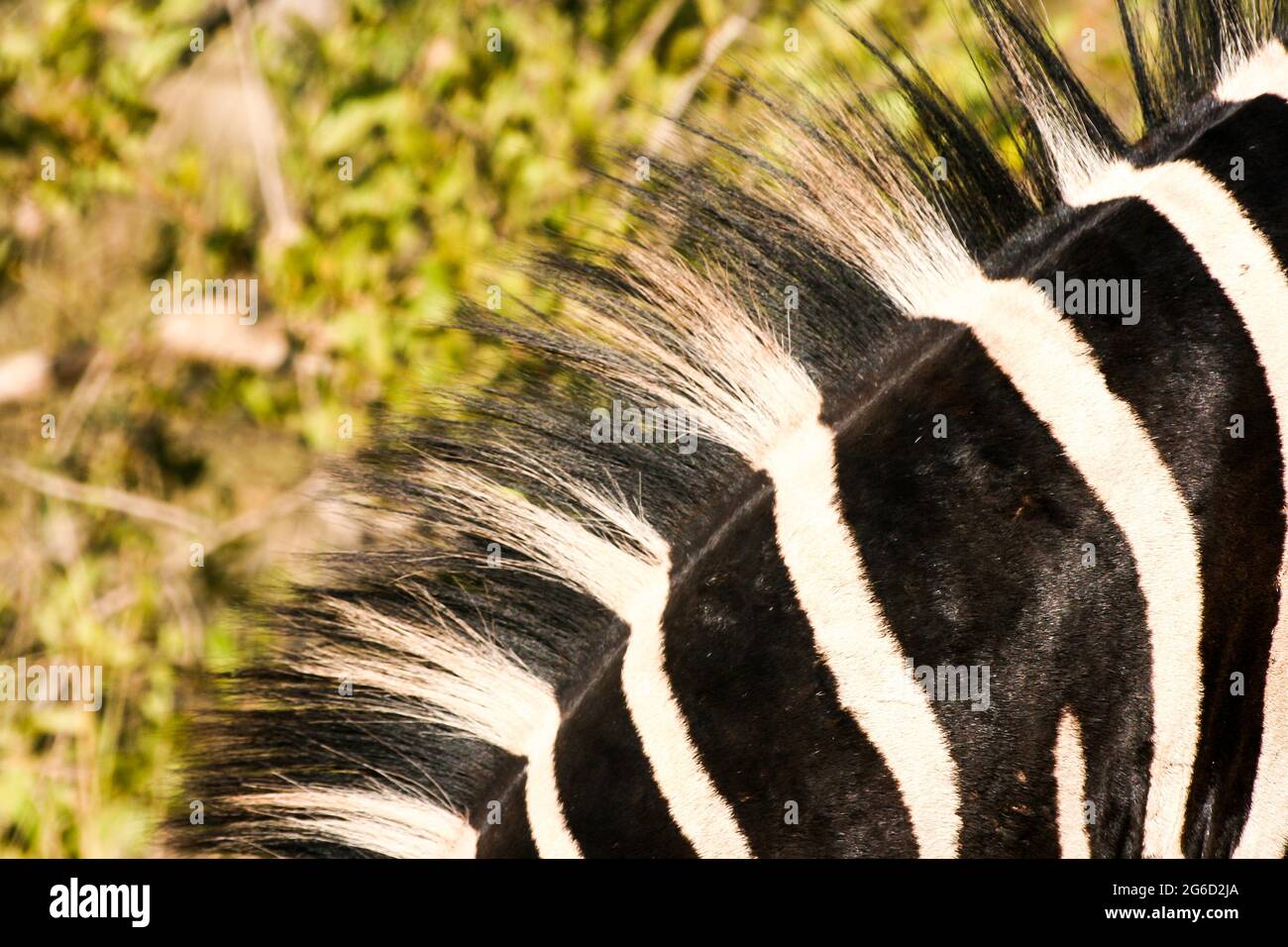 Animal zebra pattern hi-res stock photography and images - Alamy