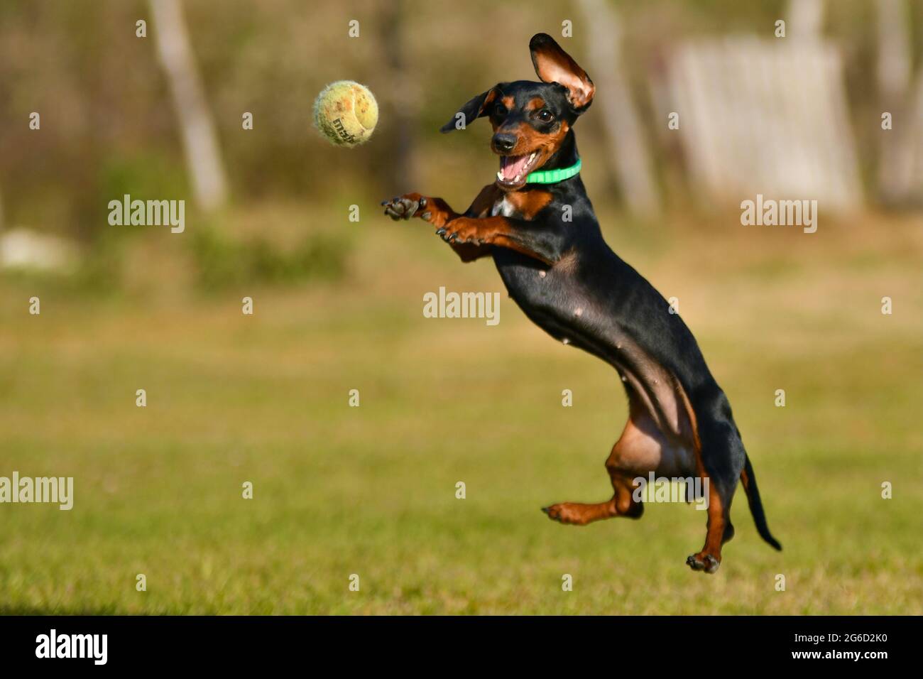 Running Dachshund Puppy High Resolution Stock Photography and Images ...