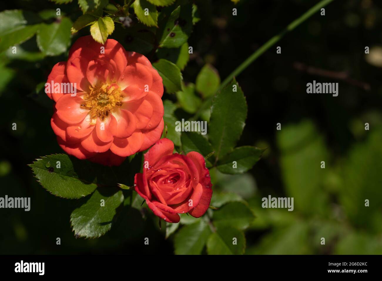 Rose flower under sun hi-res stock photography and images - Alamy