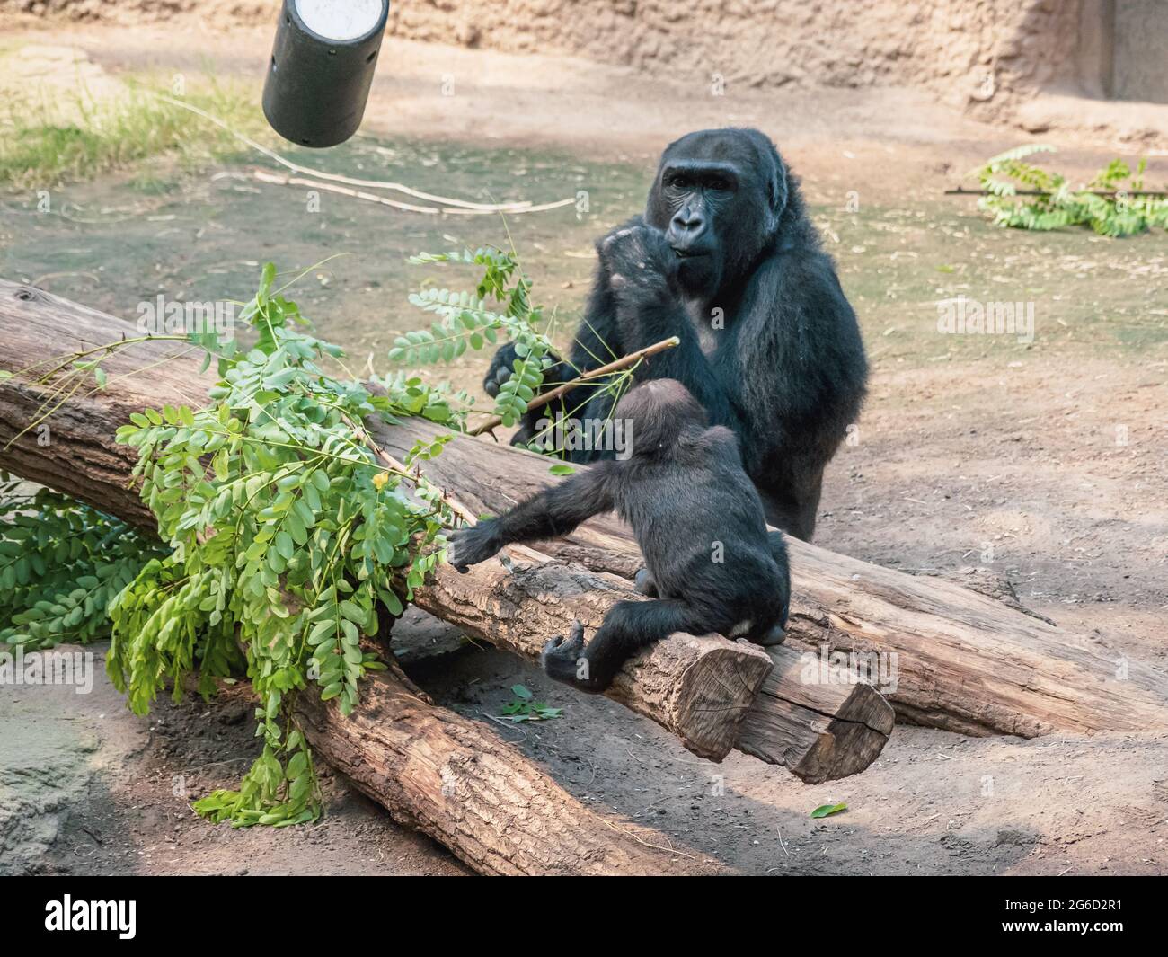 a gorilla mother sits together with her cub and eats in a zoo Stock ...
