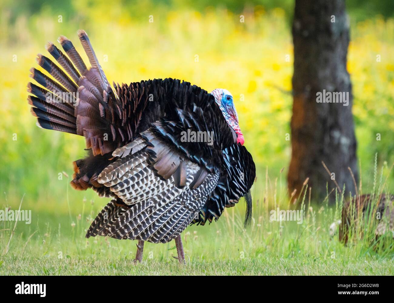 Male Bird Turkey Struts High Resolution Stock Photography and Images ...