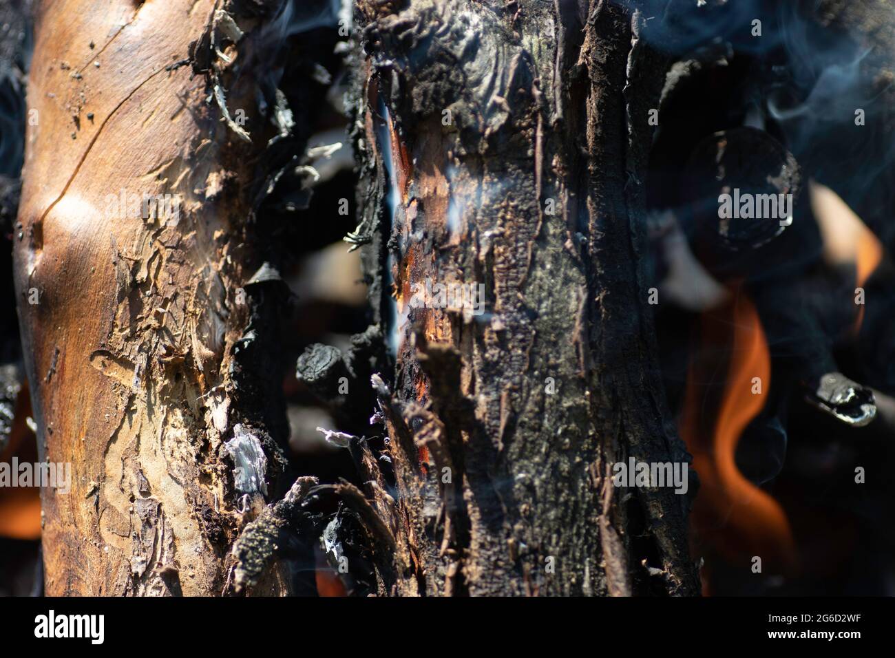 hot logs, fire in a bonfire and charred logs Stock Photo - Alamy