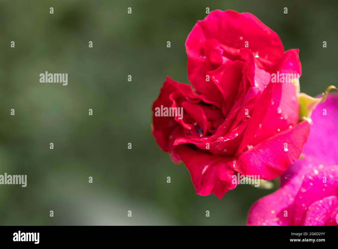 bright beautiful pink rose under the bright sun on a summer day ...