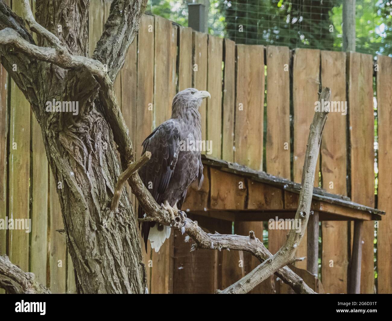 Eagle bald raptor bird endangered zoo hi-res stock photography and ...