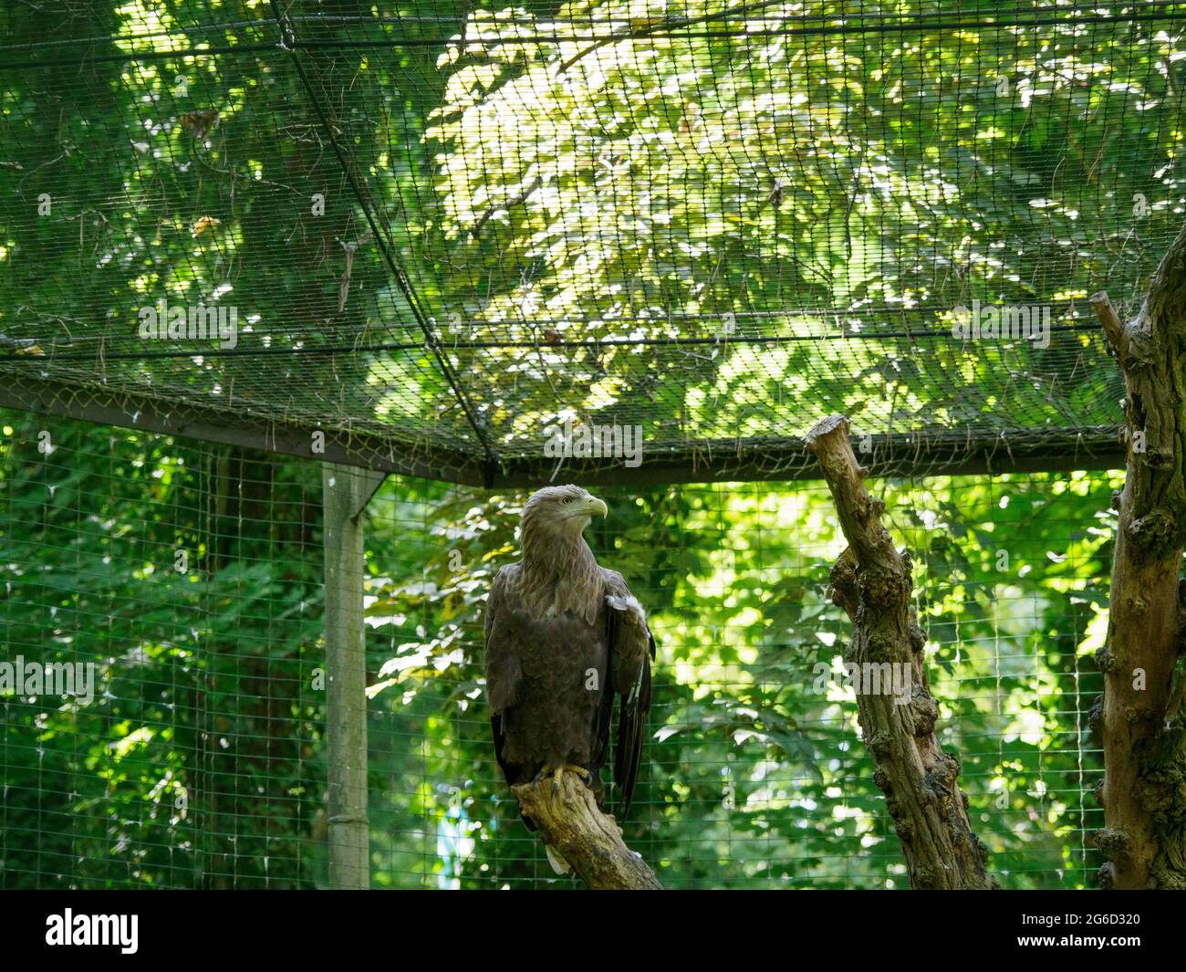 Eagle bald raptor bird endangered zoo hi-res stock photography and ...