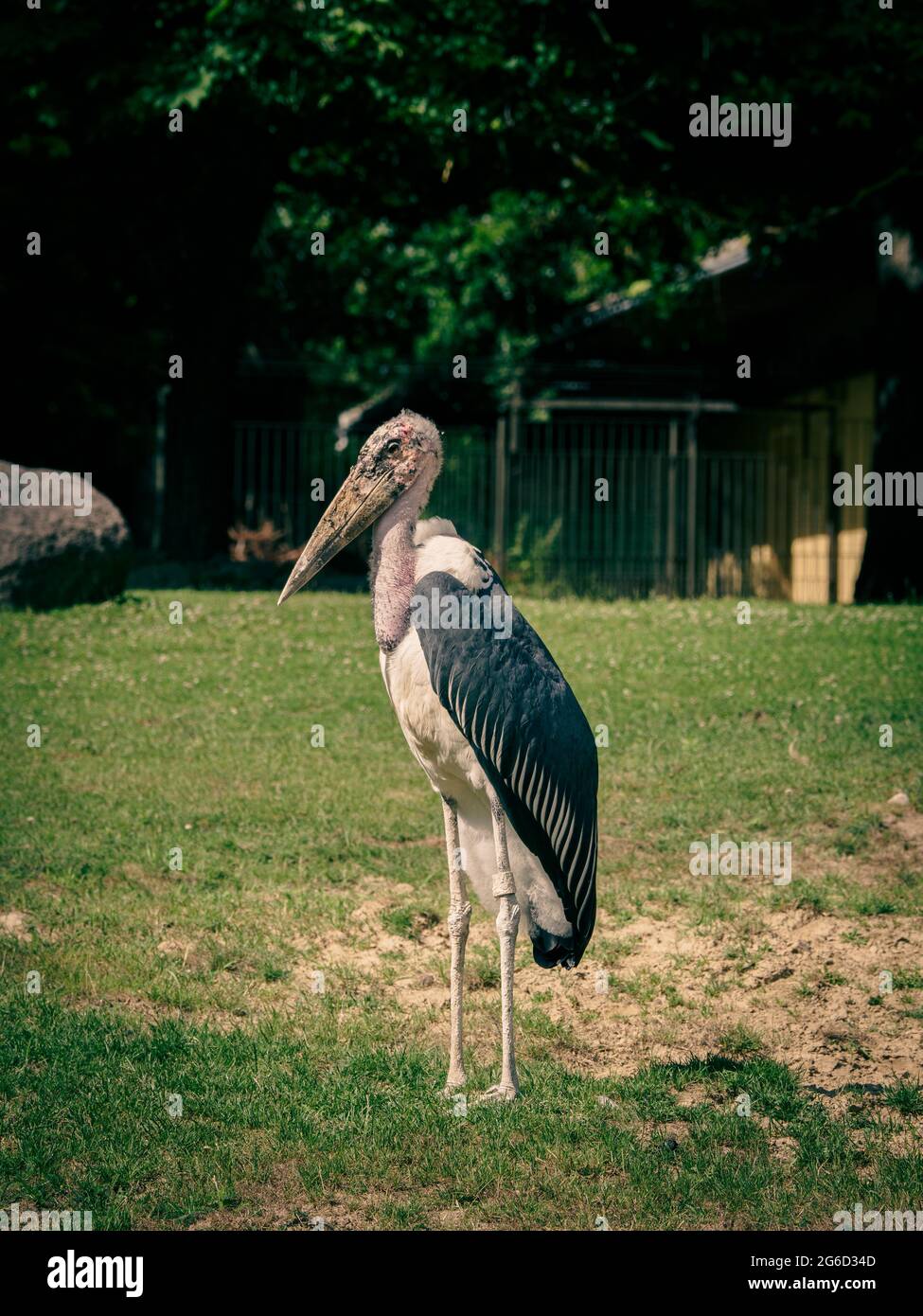 Stork standing in zoo enclosure hi-res stock photography and images - Alamy
