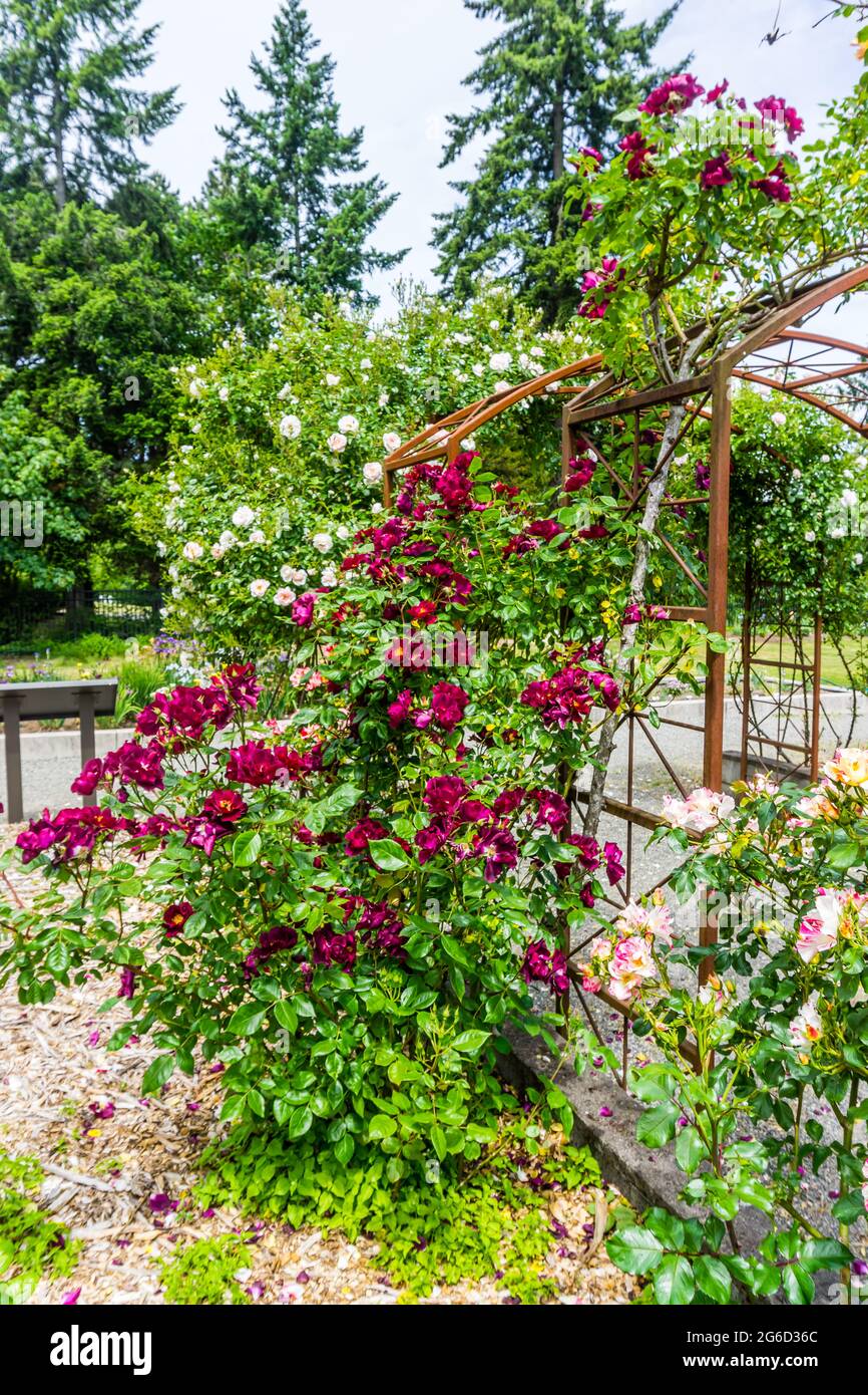 Rose arbors hi-res stock photography and images - Alamy