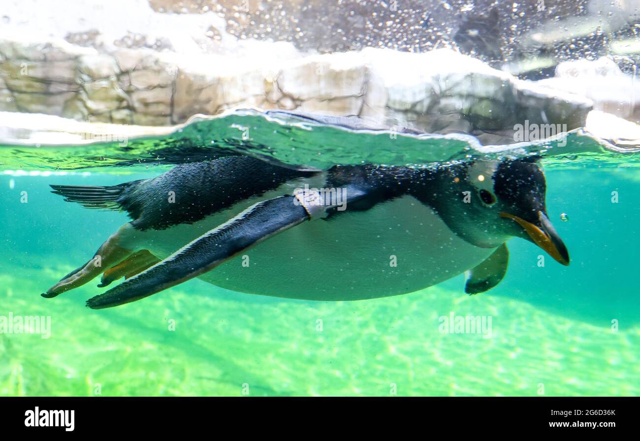 Illustration picture shows a visit to the penguin cave at animal park ...