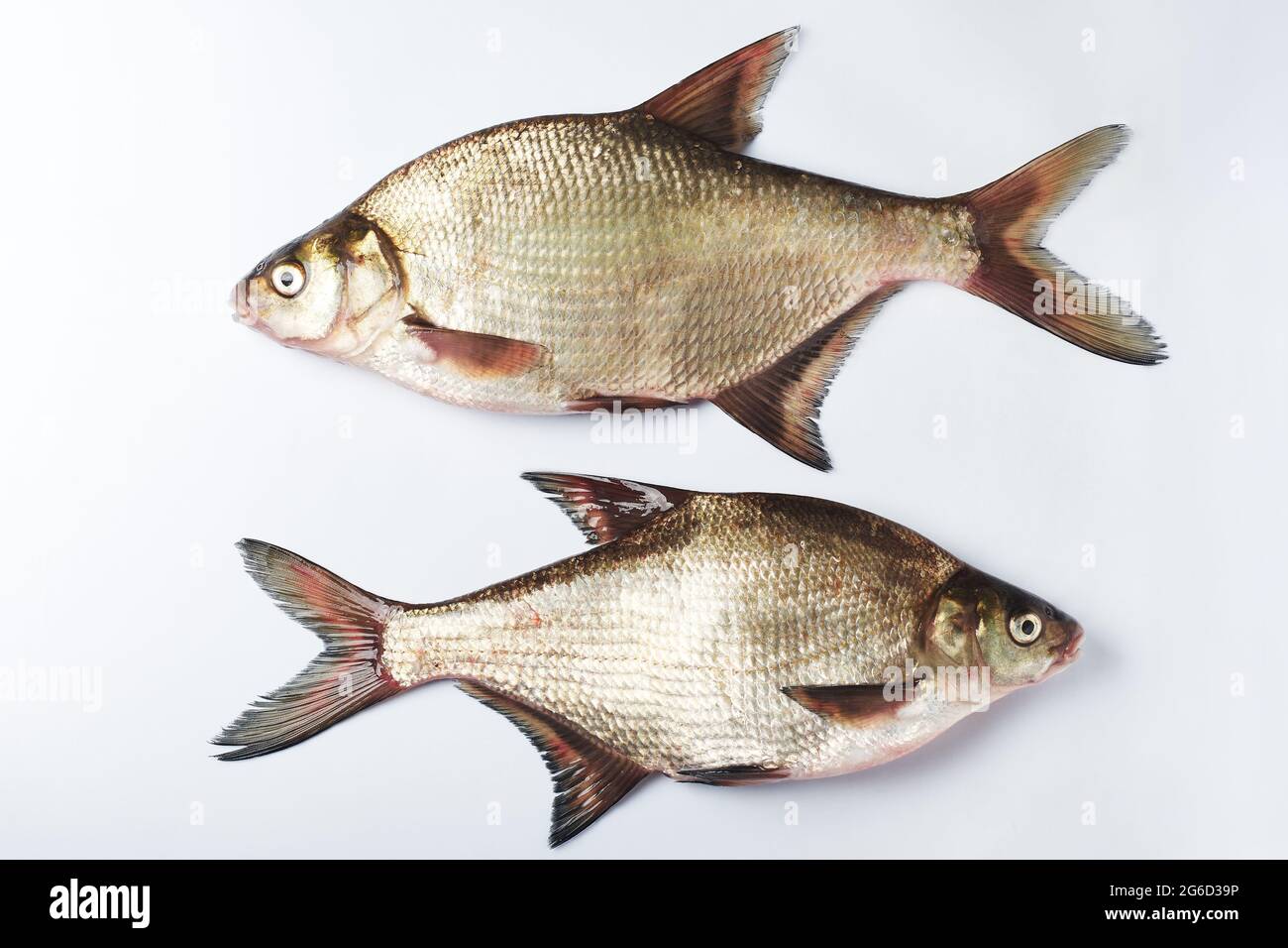 Freshwater bream hi-res stock photography and images - Alamy