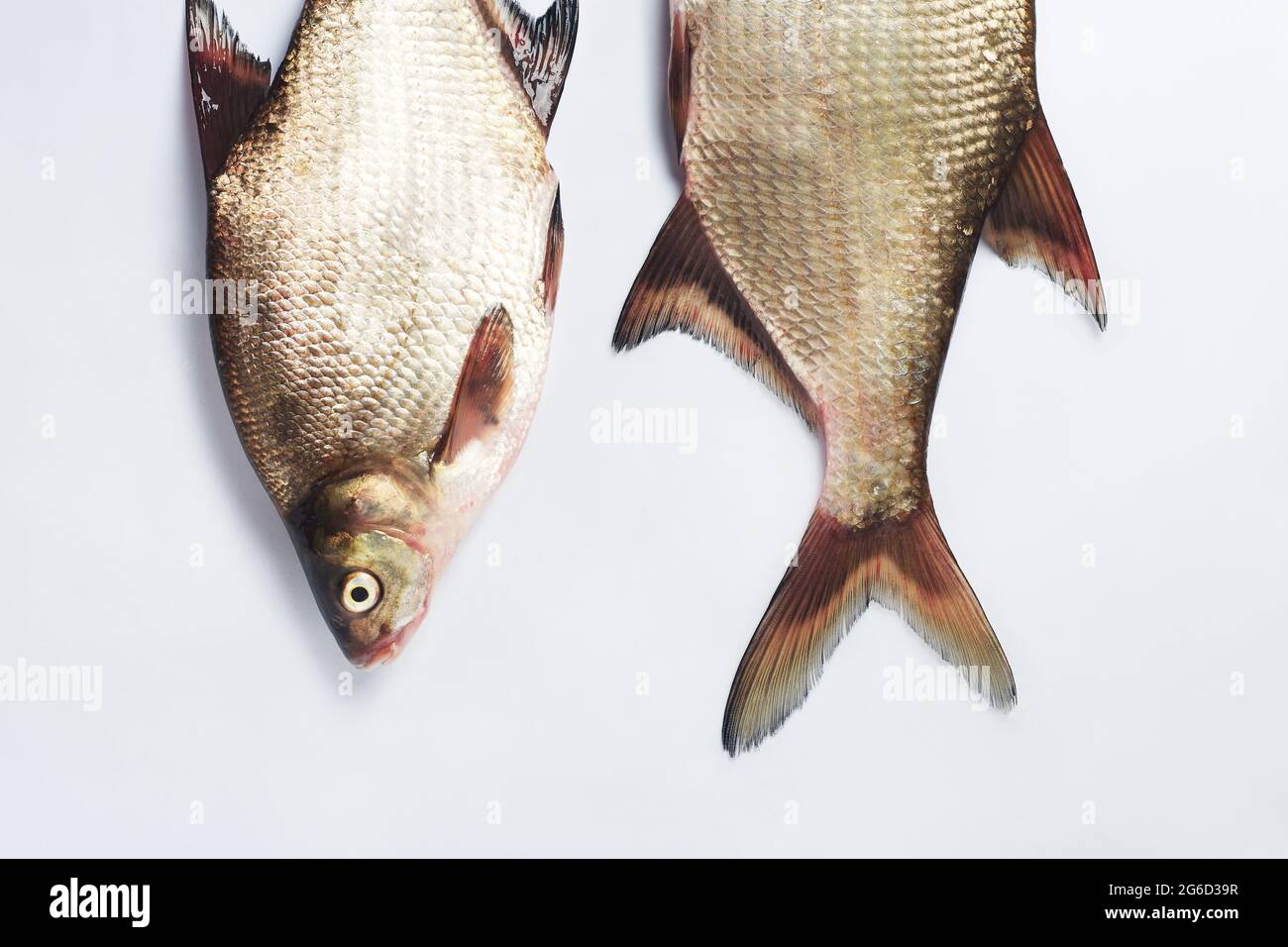 Freshwater bream hi-res stock photography and images - Alamy