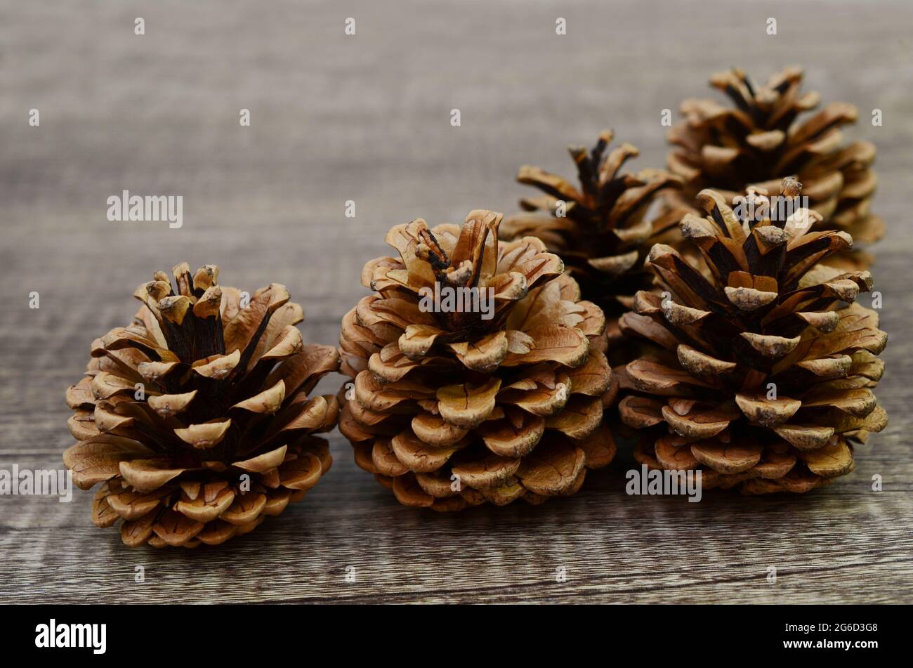 Large pine cones hi-res stock photography and images - Alamy