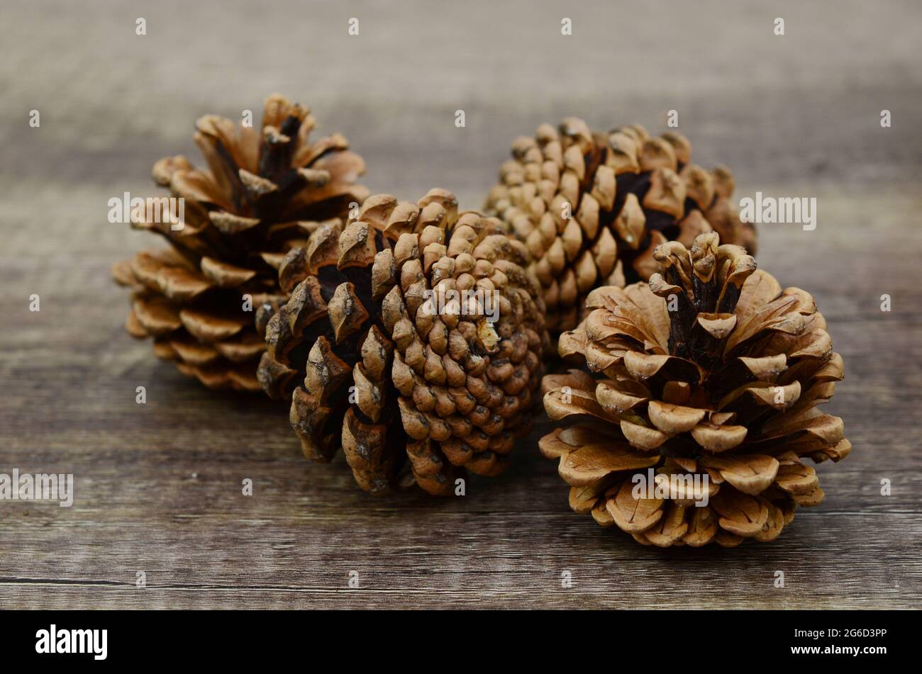 set of various pine cone collection Stock Photo - Alamy
