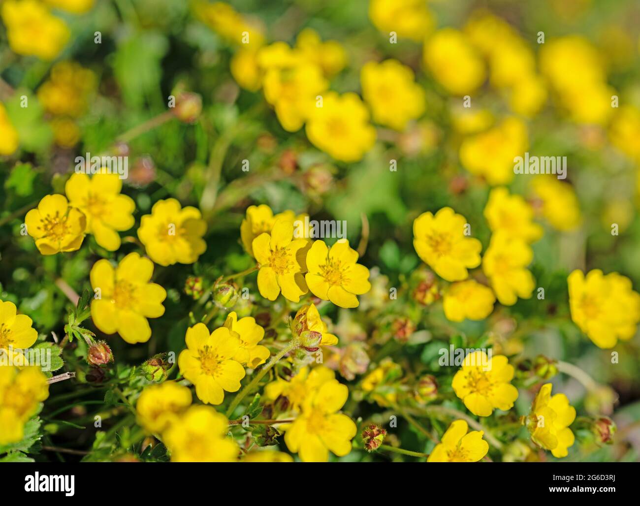 Flowers of the creeping buttercup, Ranunculus repens Stock Photo - Alamy