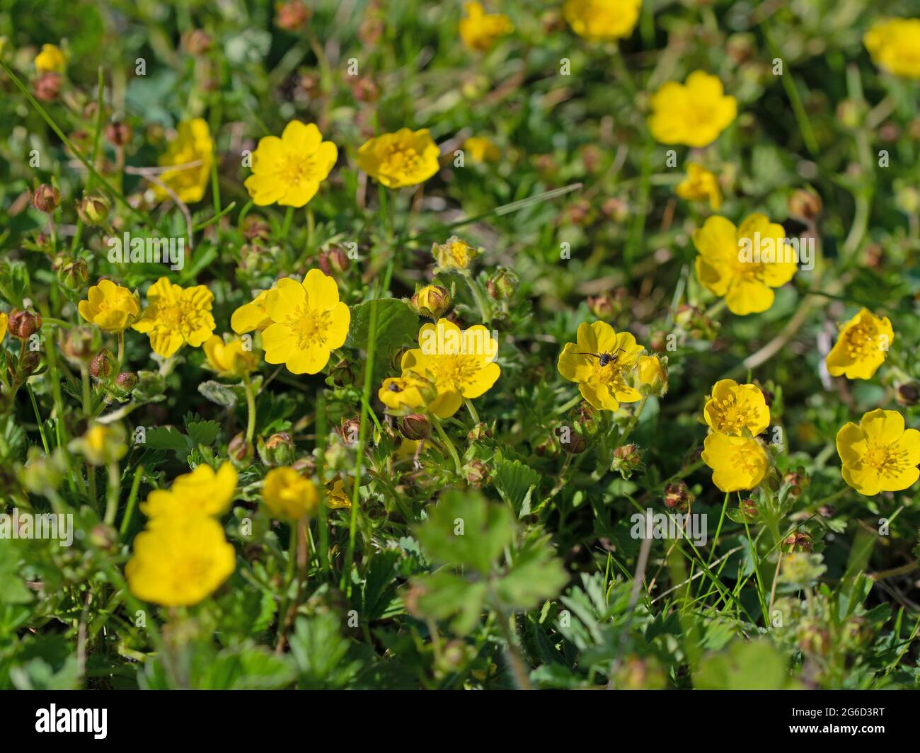 Creeping buttercup ranunculus repens hi-res stock photography and ...