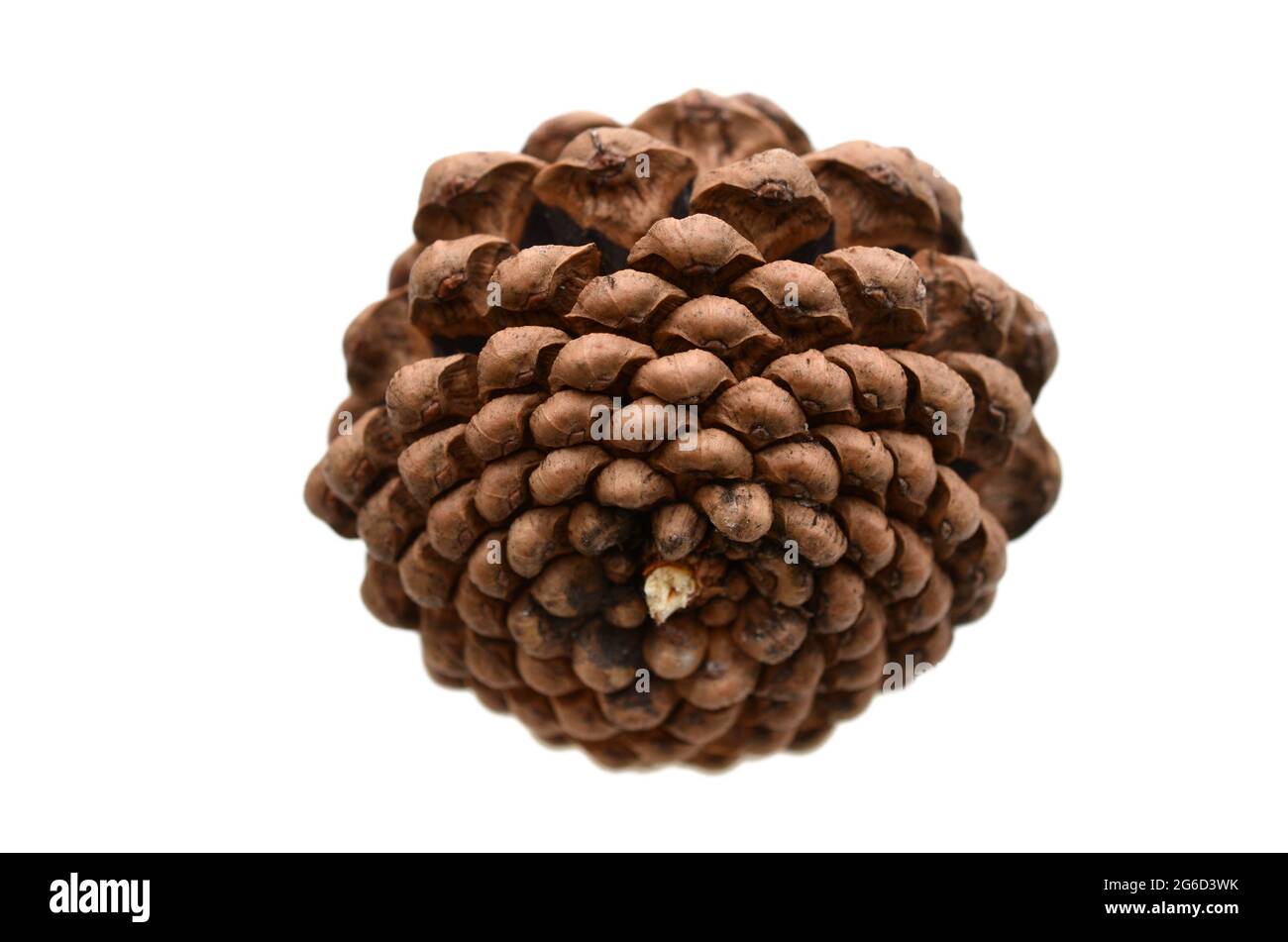 Pinecone back hi-res stock photography and images - Alamy