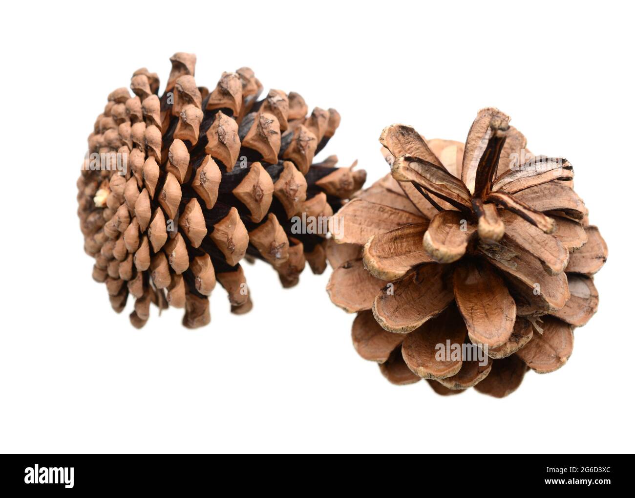 Two pine cones isolated white Stock Photo - Alamy
