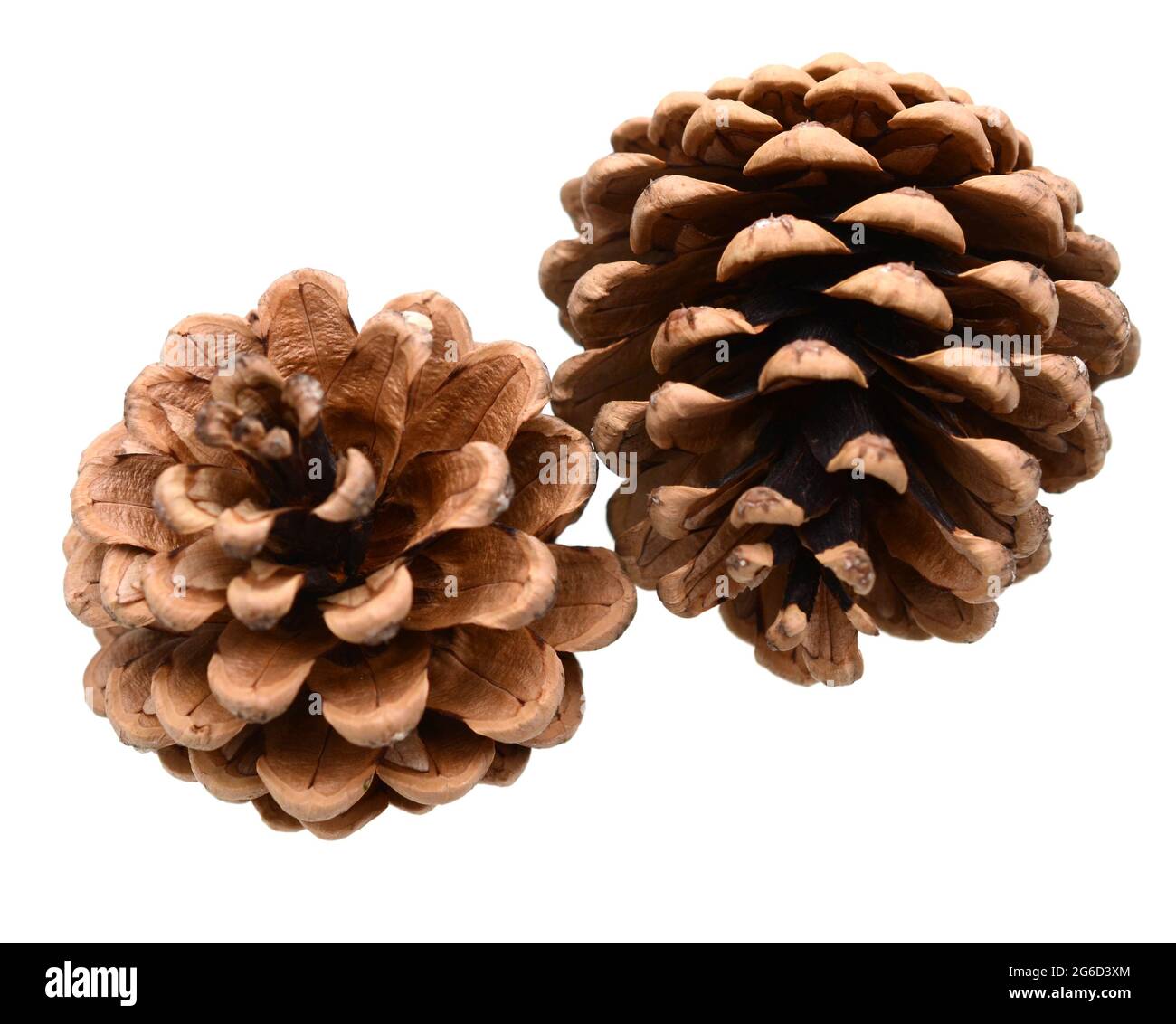 Pair of pinecone isolated on white background Stock Photo - Alamy Pair of pinecone isolated on white background Stock Photo - Alamy