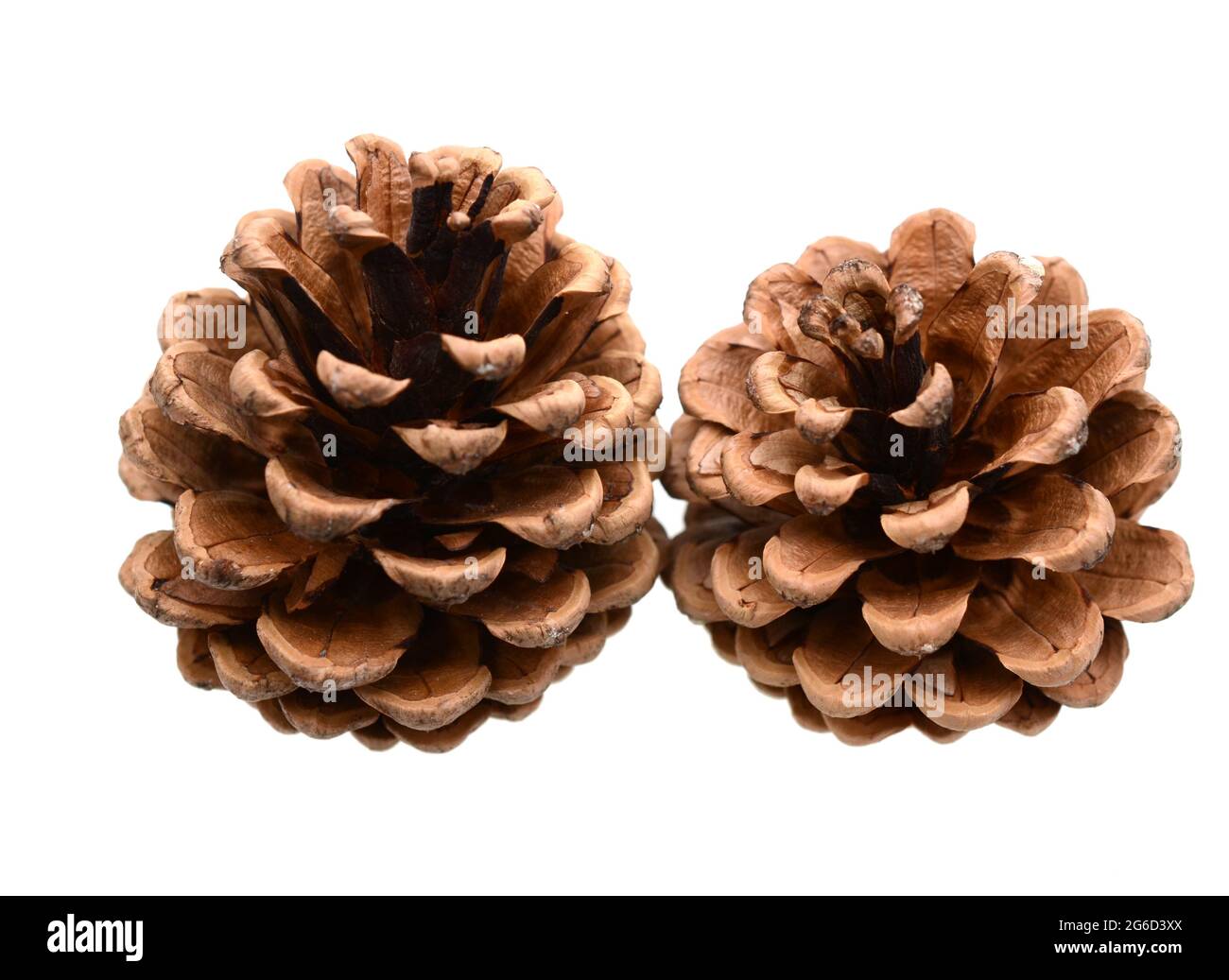 pine cone isolated on white Stock Photo - Alamy