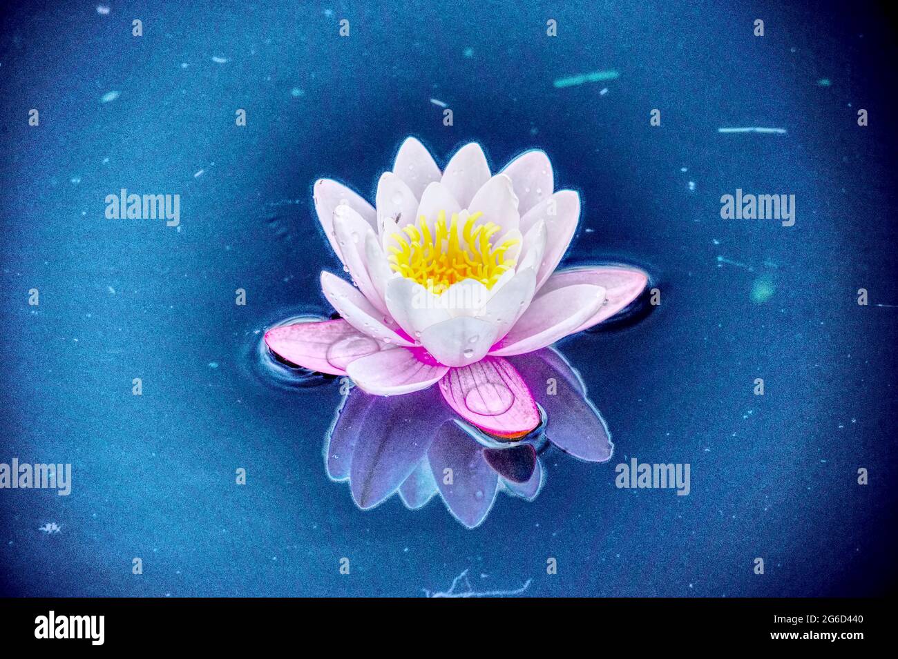 Water in the flower hi-res stock photography and images - Alamy