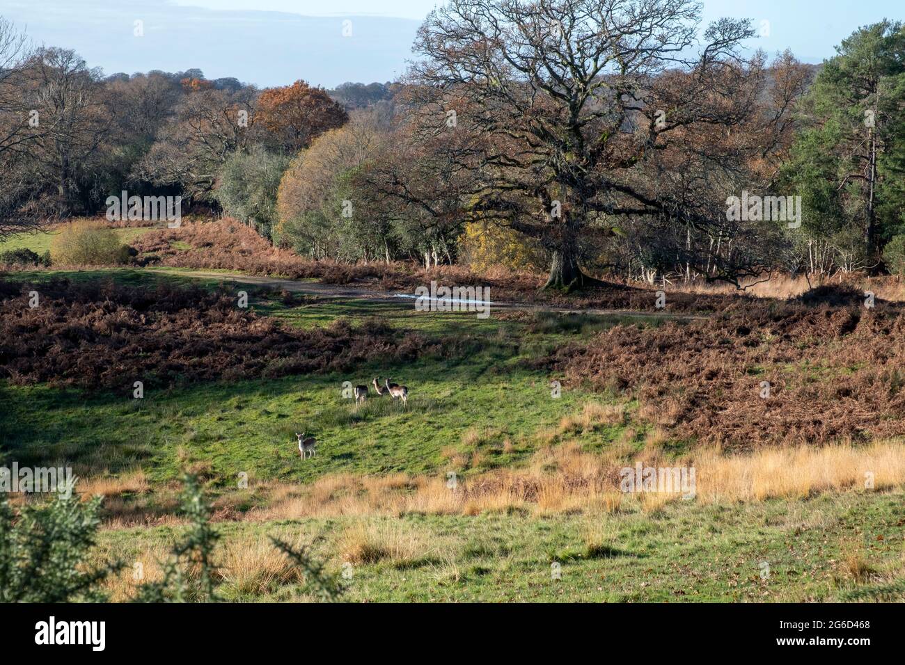 Deer enclosure hi-res stock photography and images - Alamy
