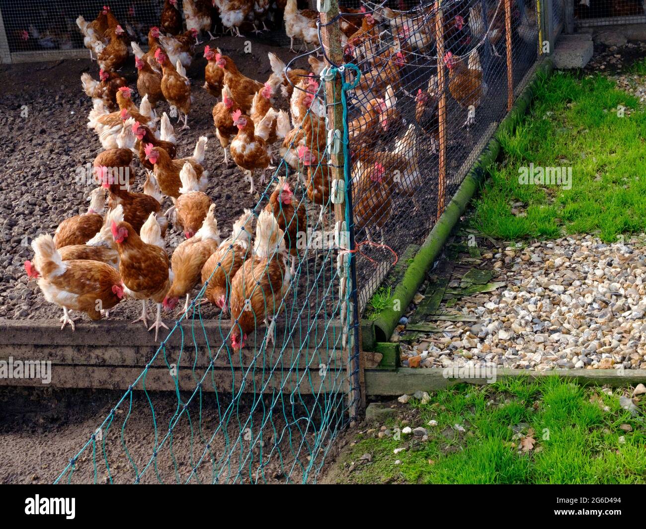 Commercial egg farming hi-res stock photography and images - Alamy
