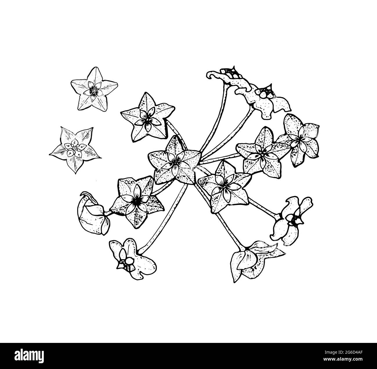 Hoya leaves Stock Vector Images - Alamy