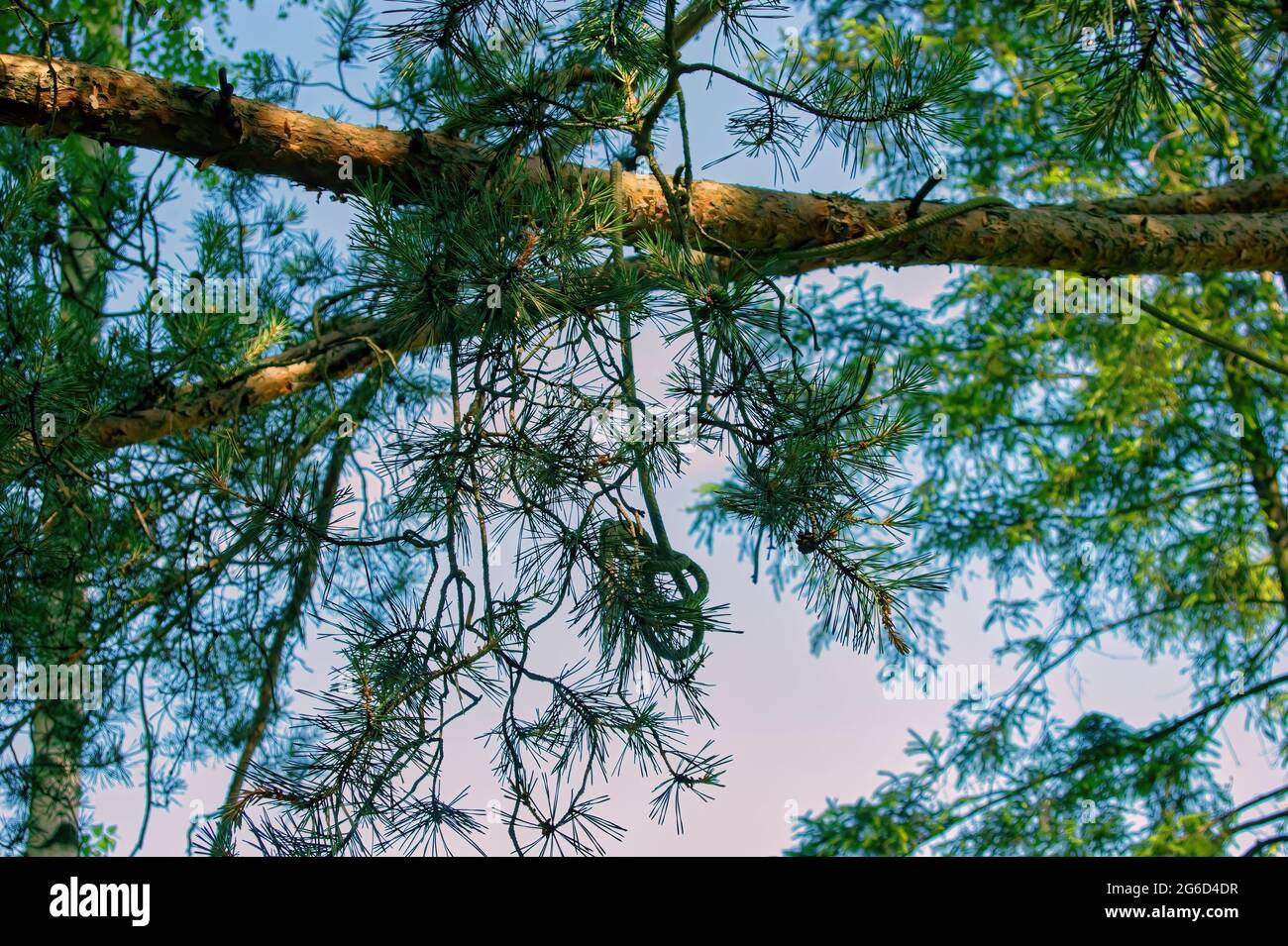 Rope bark tight tree hi-res stock photography and images - Alamy