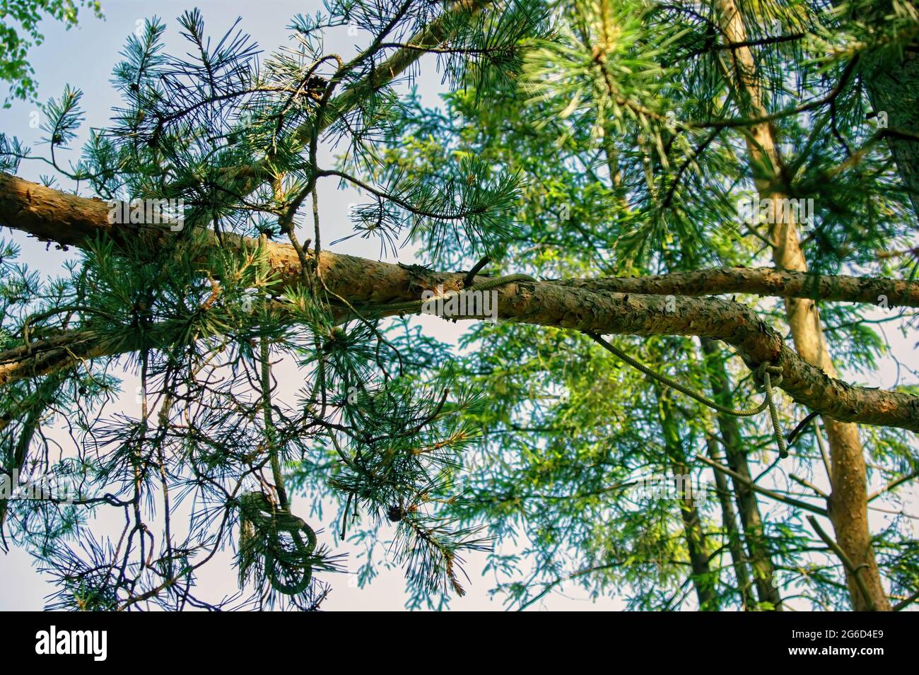 Rope bark tight tree hi-res stock photography and images - Alamy