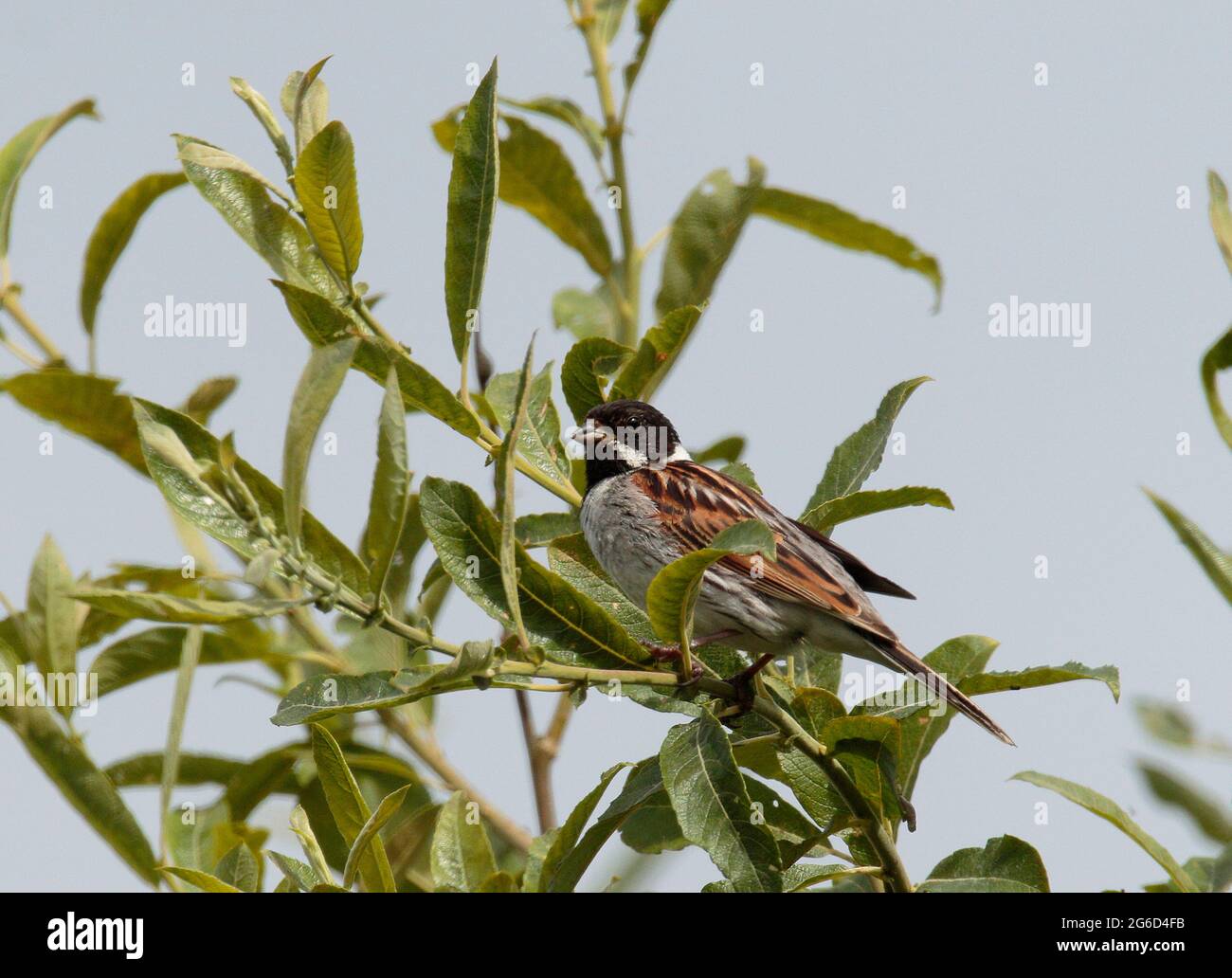 Reed anatomy hi-res stock photography and images - Alamy