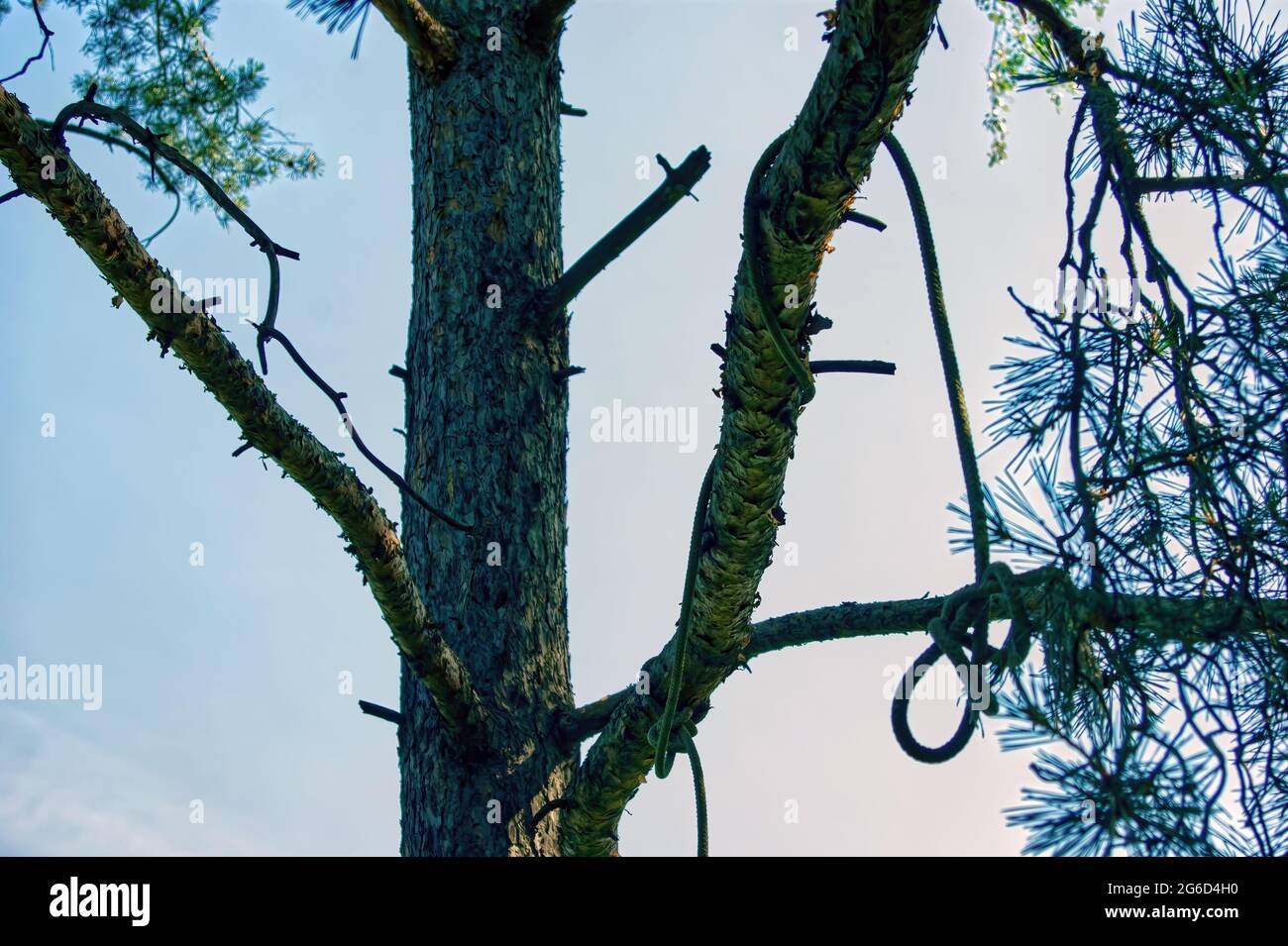 Rope bark tight tree hi-res stock photography and images - Alamy