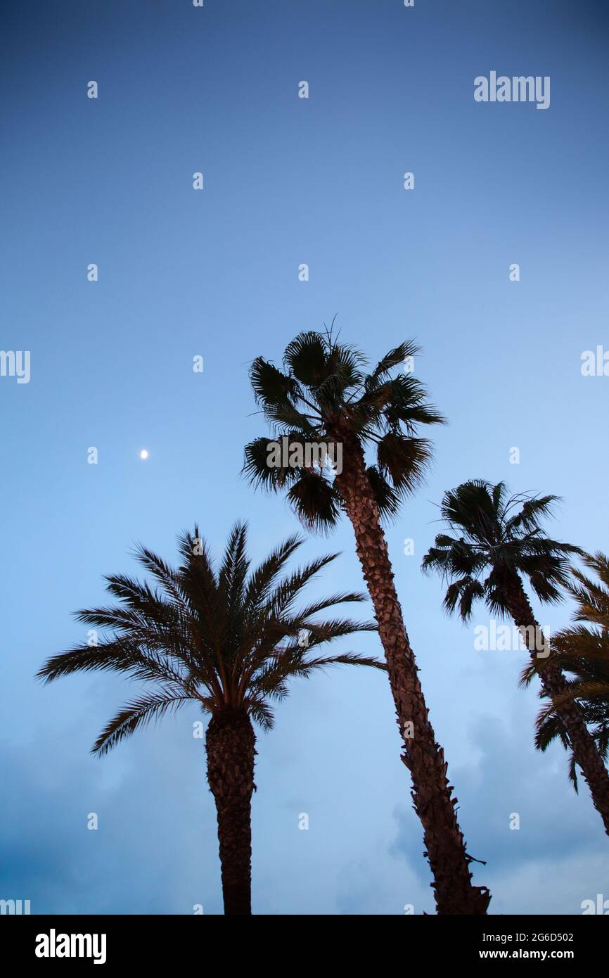 Midnight palm hi-res stock photography and images - Alamy
