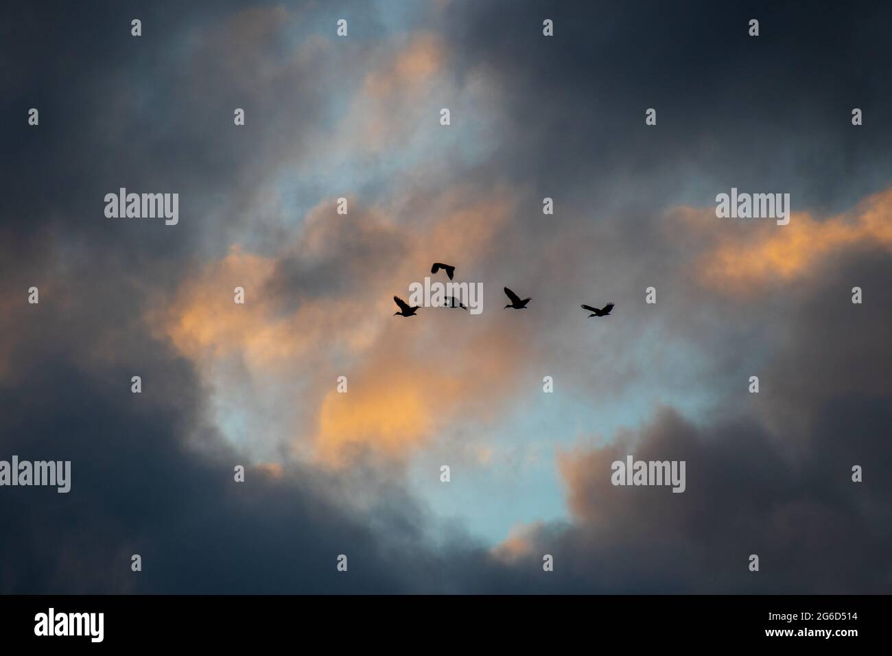 Birds flying in a storm hi-res stock photography and images - Alamy