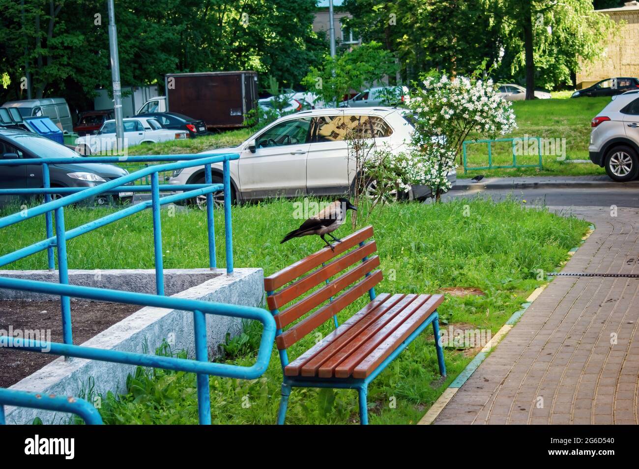Raven standing on bench hi-res stock photography and images - Alamy