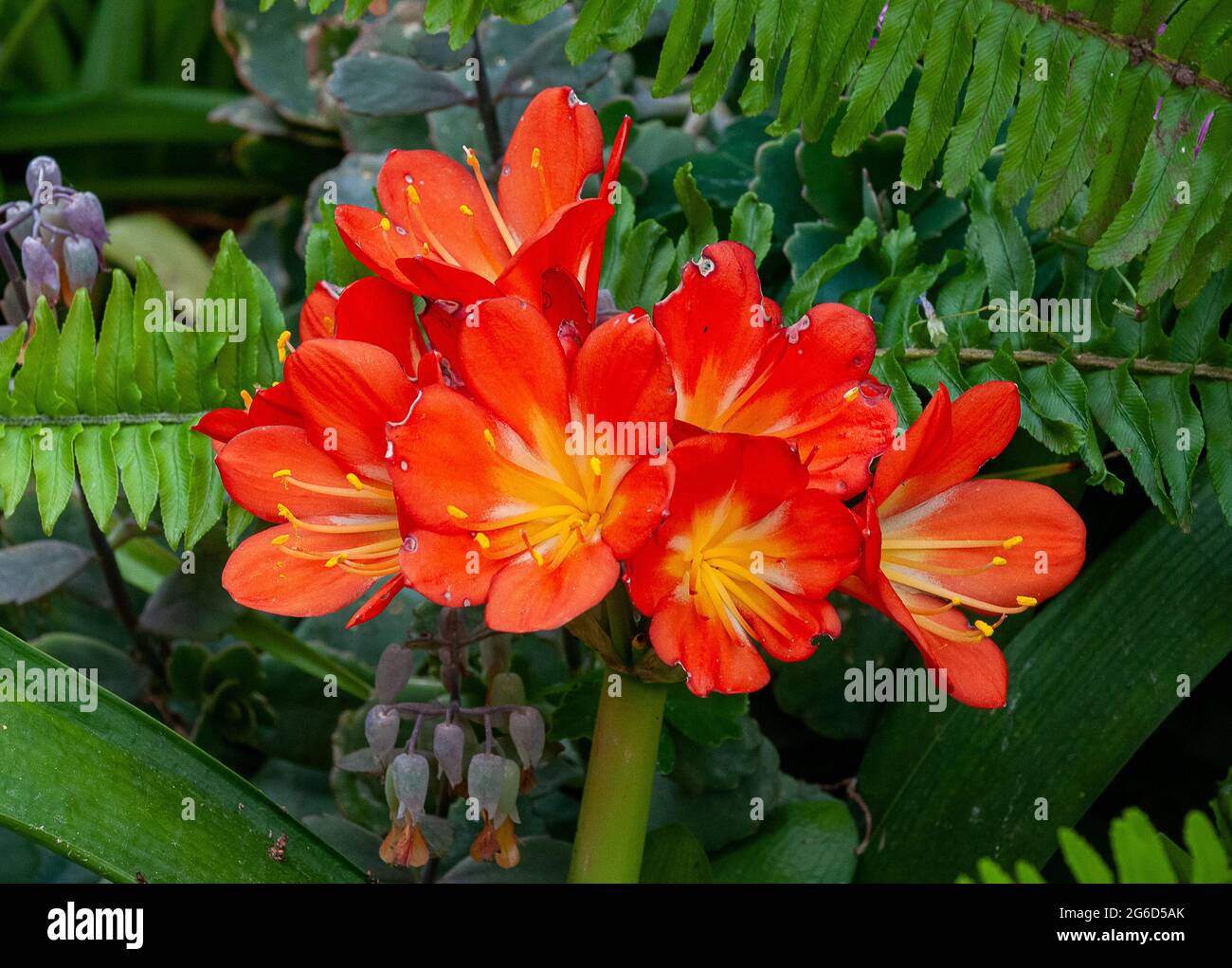 Clivia miniata. Natal lily Stock Photo - Alamy