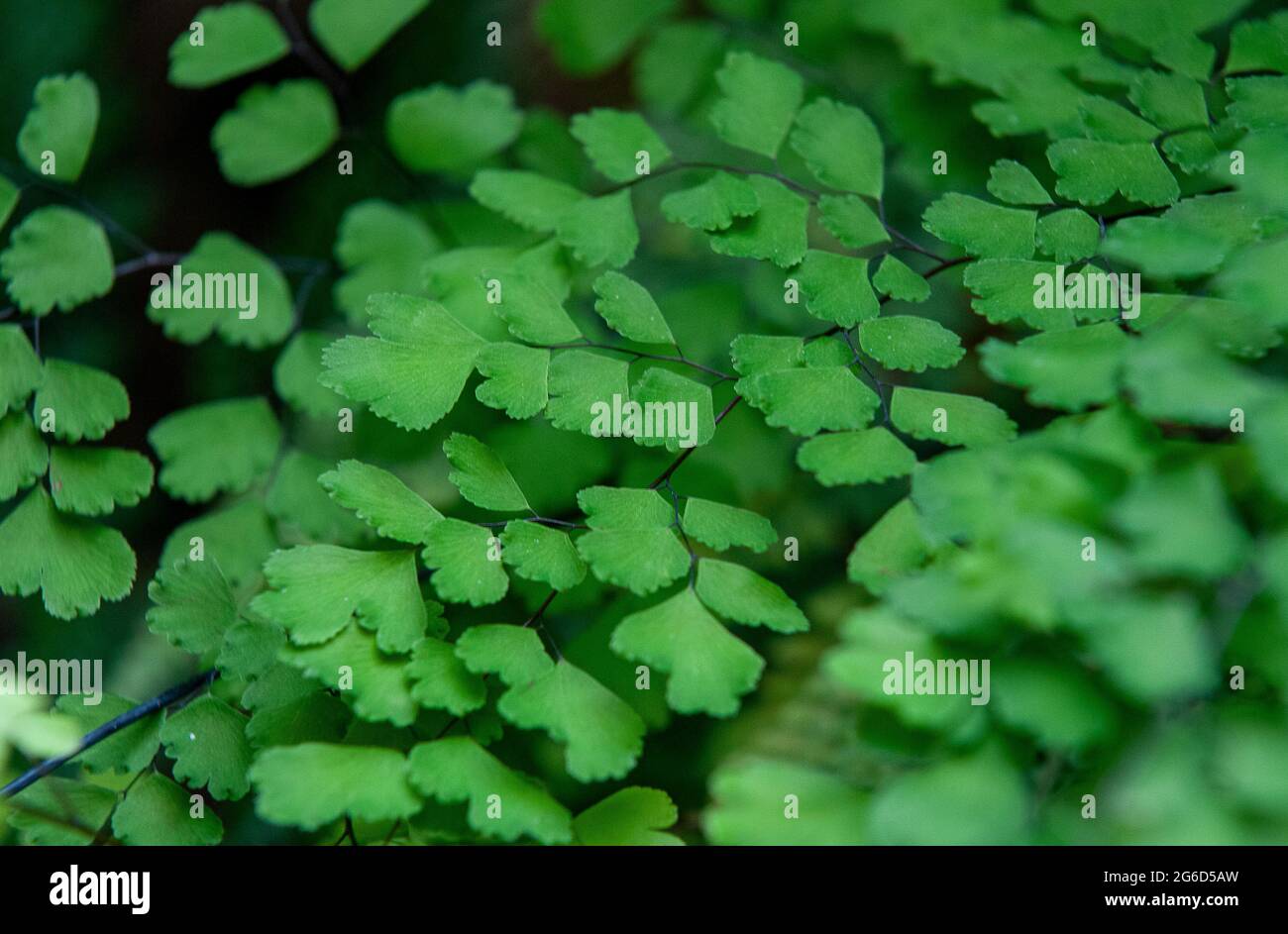 Adiantum capillus-veneris. Culantrillo de pozo. Southern maidenhair ...