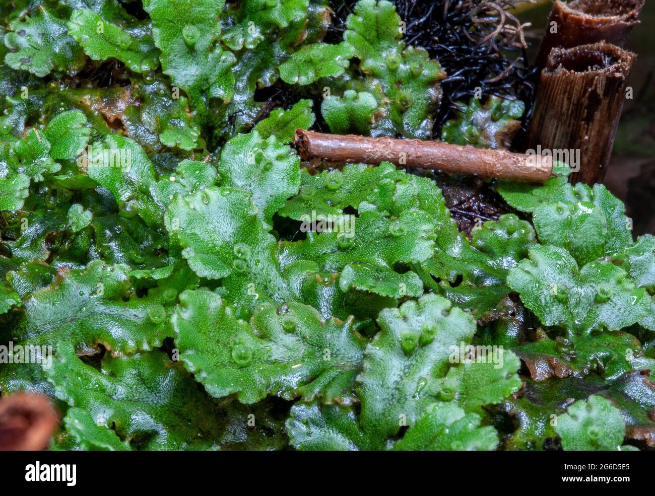 Liverwort (marchantia polymorpha) hi-res stock photography and images ...