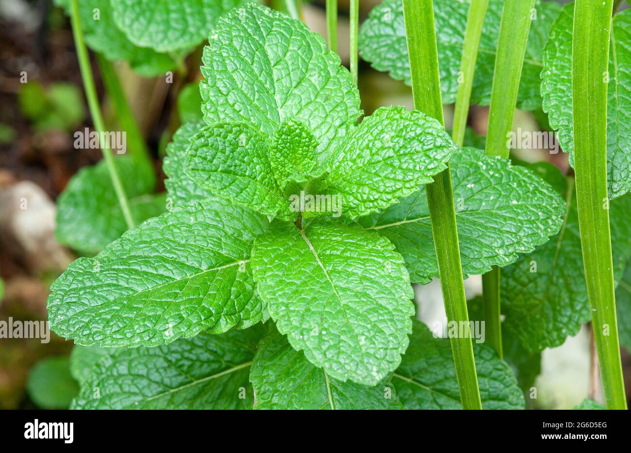 Mentha spicata. Spearmint. Hierbabuena Stock Photo - Alamy