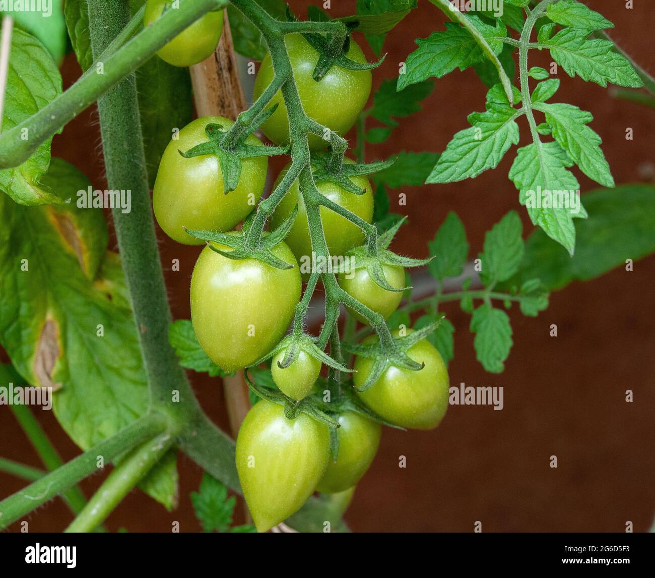 Tomate solanum lycopersicum hi-res stock photography and images - Alamy